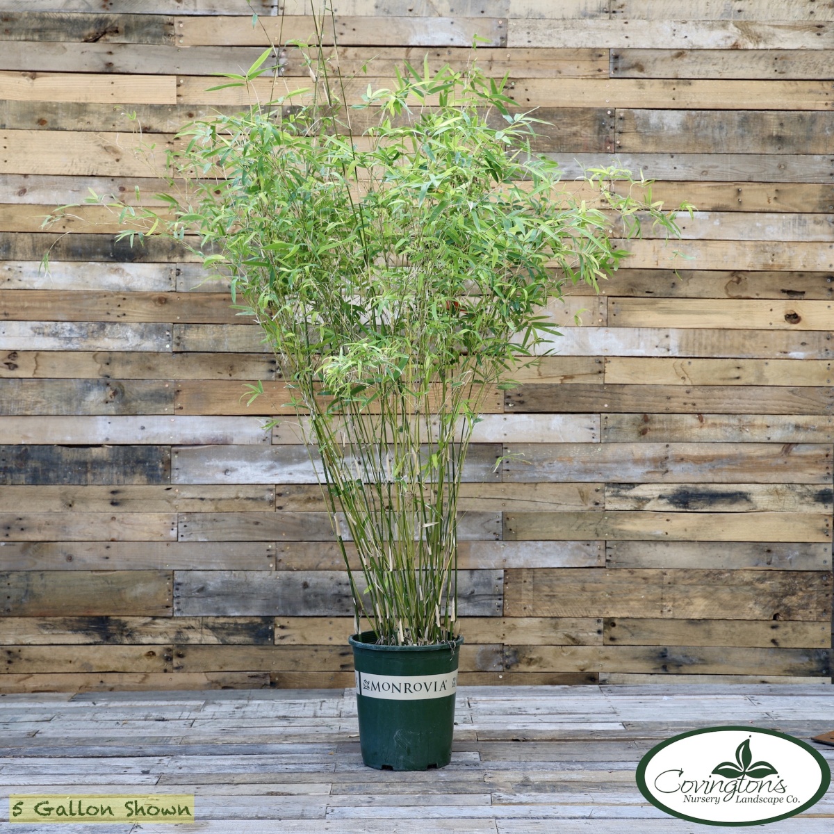 BAMBOO golden goddess – Covingtons