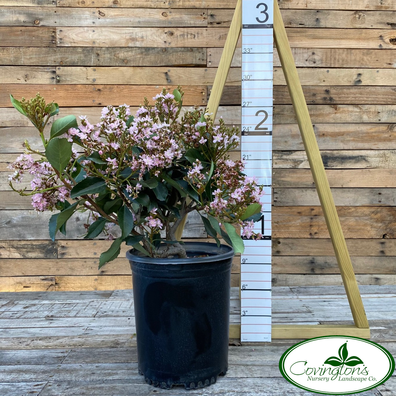 HAWTHORN pink lady – Covingtons