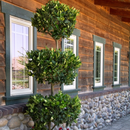 LIGUSTRUM poodle 3 ball – Covingtons