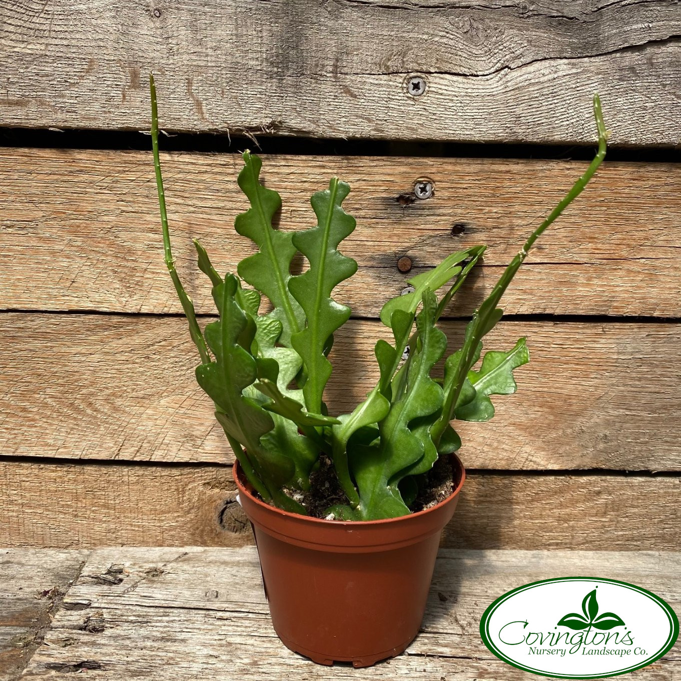 CACTUS ric rac – Covingtons