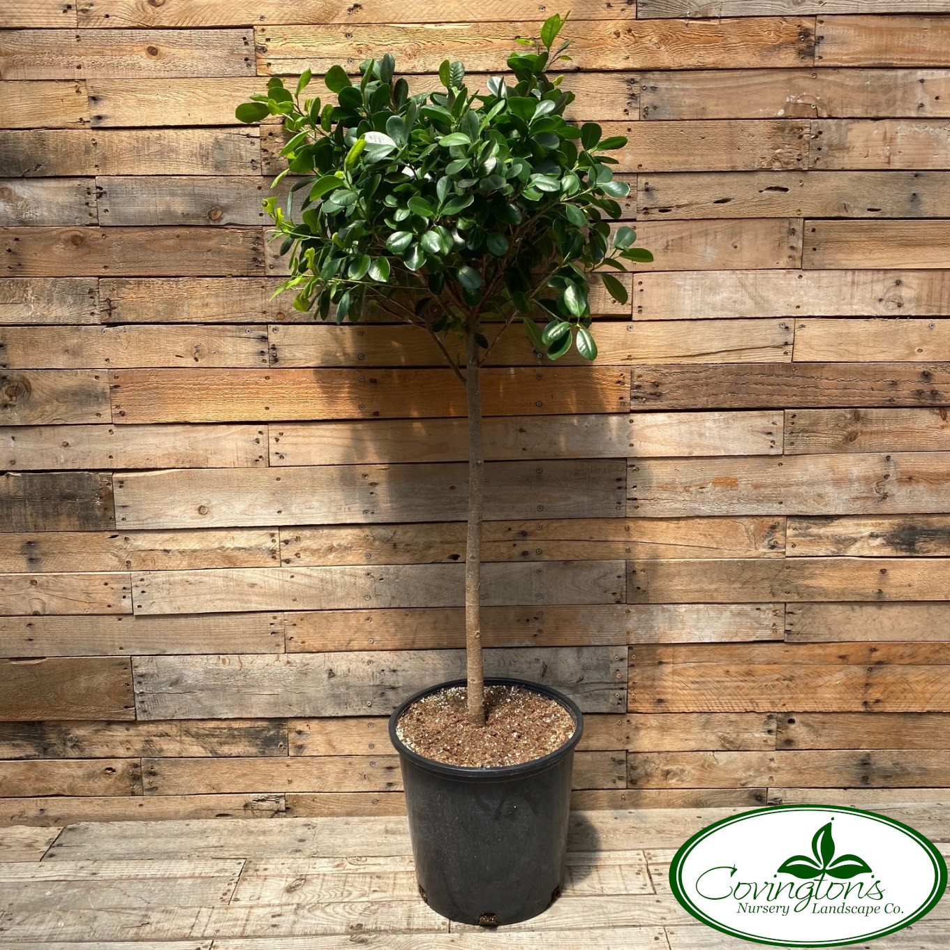 FICUS moclame – Covingtons