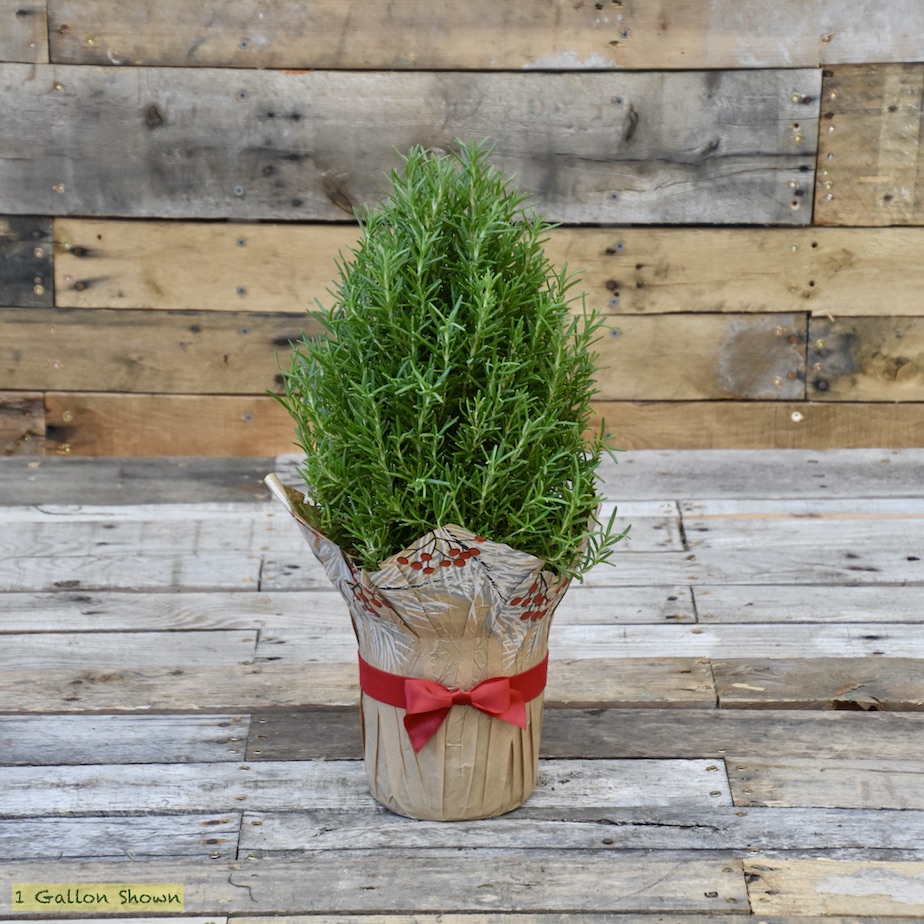 ROSEMARY cone decorated – Covingtons