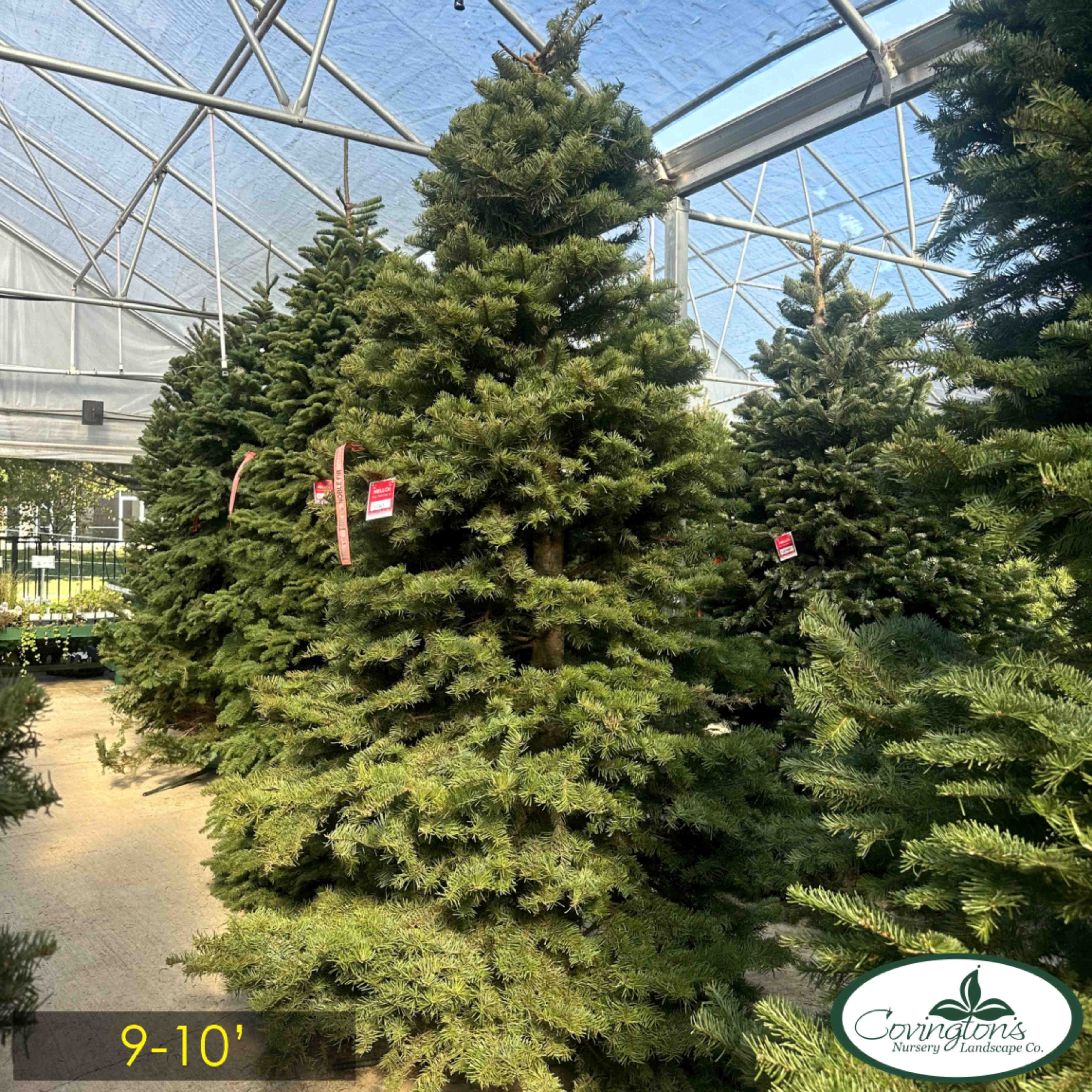 NOBLE FIR CHRISTMAS TREE – Covingtons