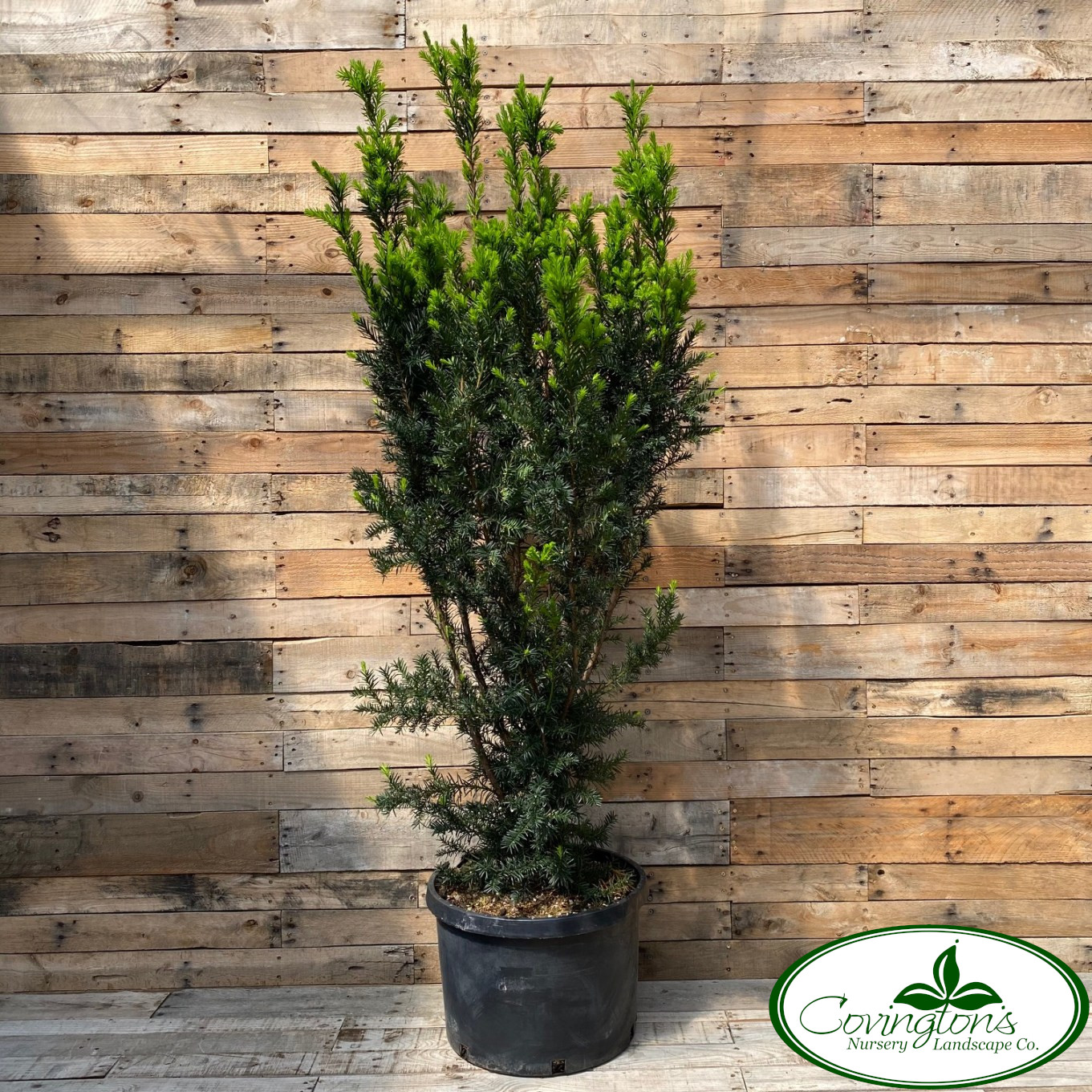 YEW hicks – Covingtons