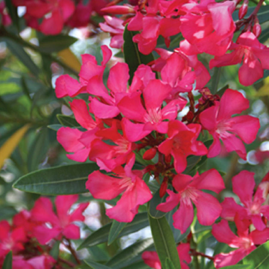 OLEANDER little red – Covingtons