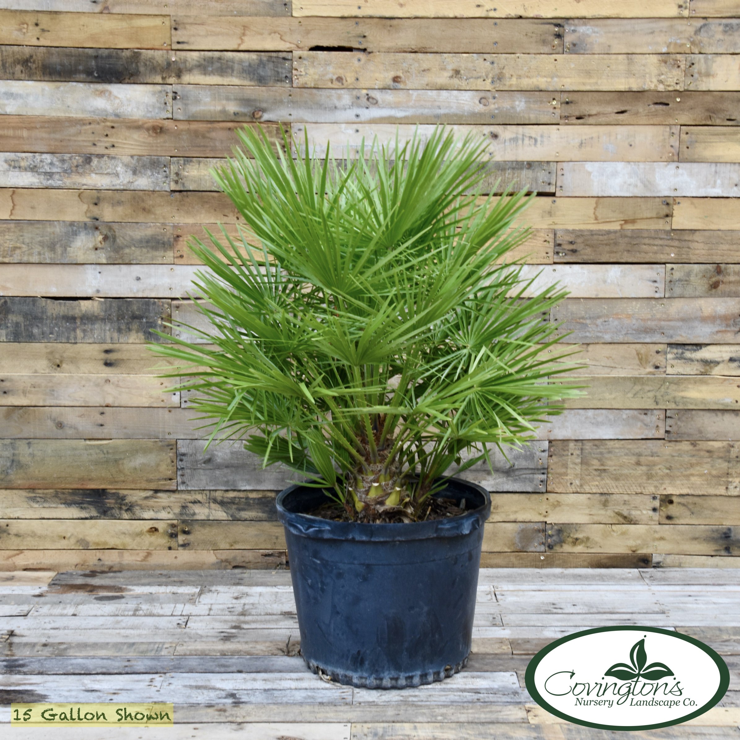 PALM mediterranean fan – Covingtons