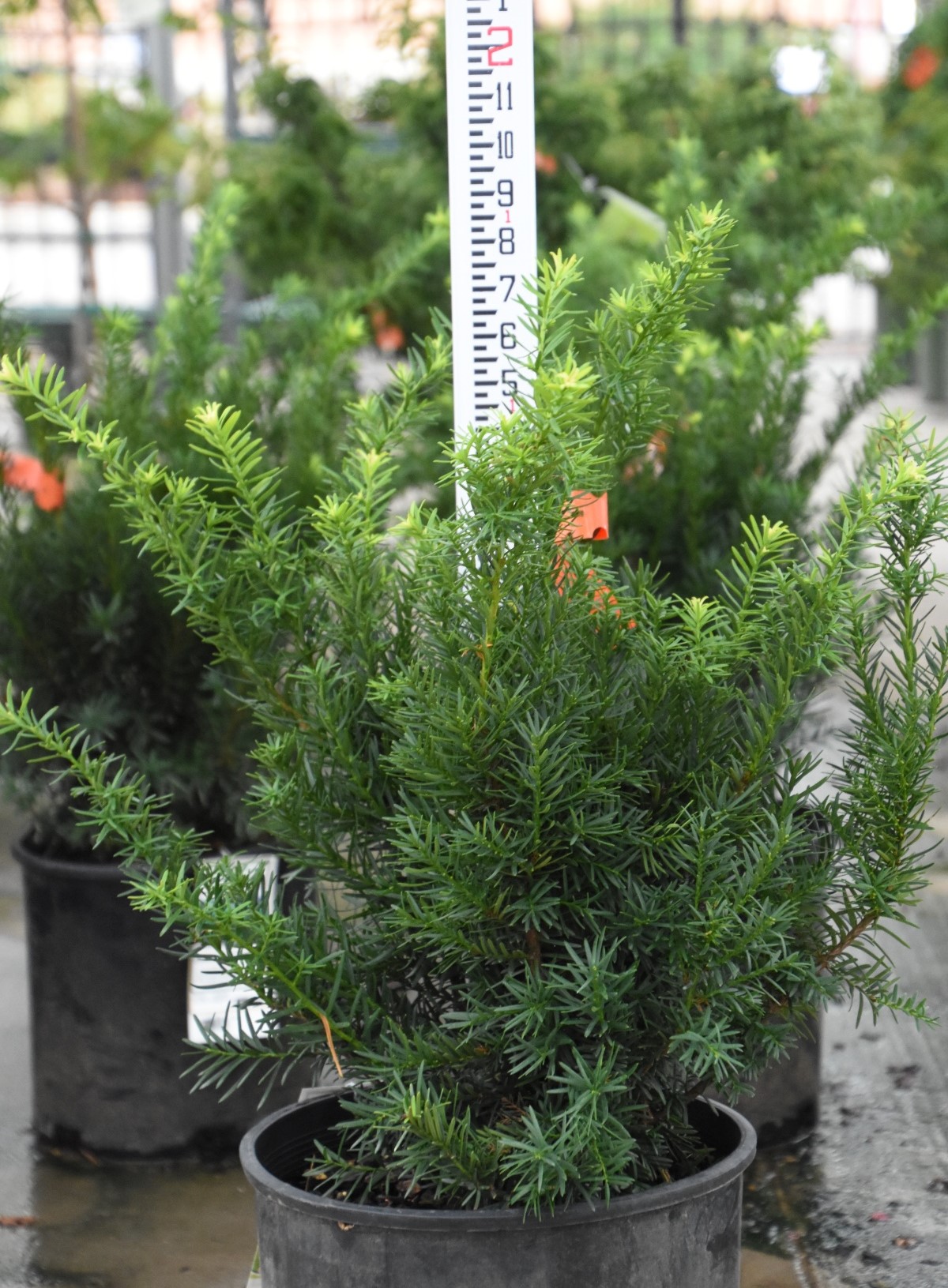 YEW densiformis – Covingtons