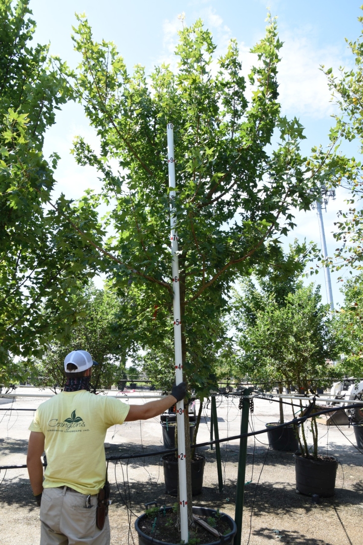 MAPLE shantung – Covingtons