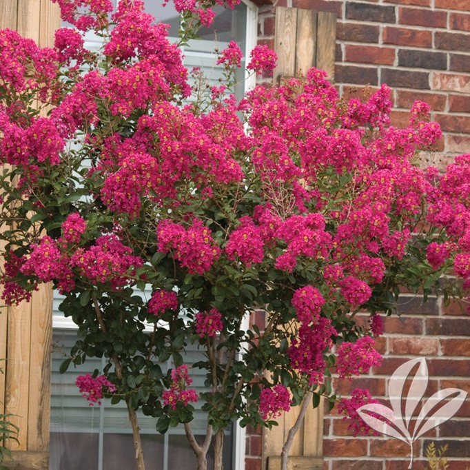 CRAPE MYRTLE tonto – Covingtons CRAPE MYRTLE tonto – Covingtons