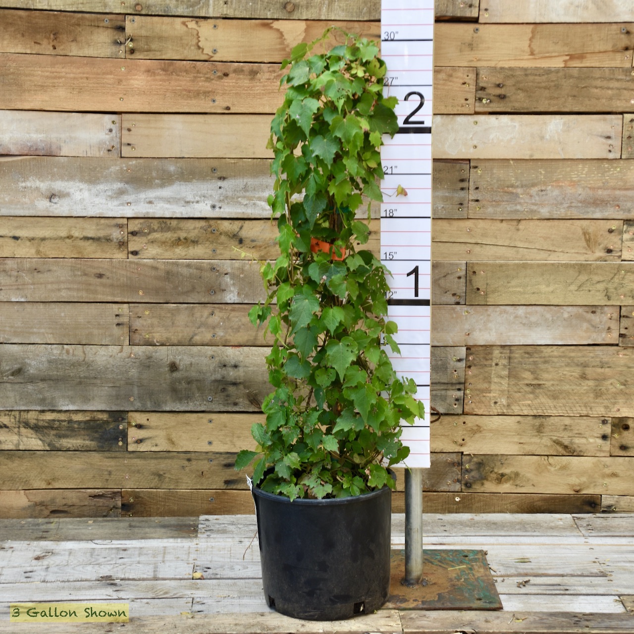 BOSTON IVY – Covingtons