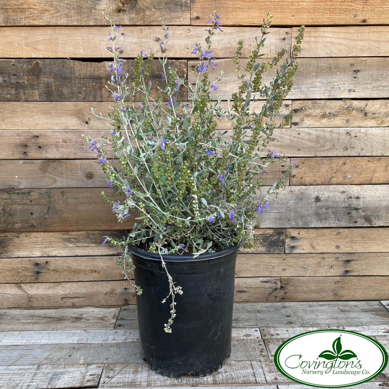 GERMANDER silver bush – Covingtons
