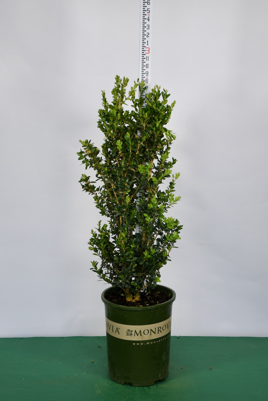 BOXWOOD green tower – Covingtons