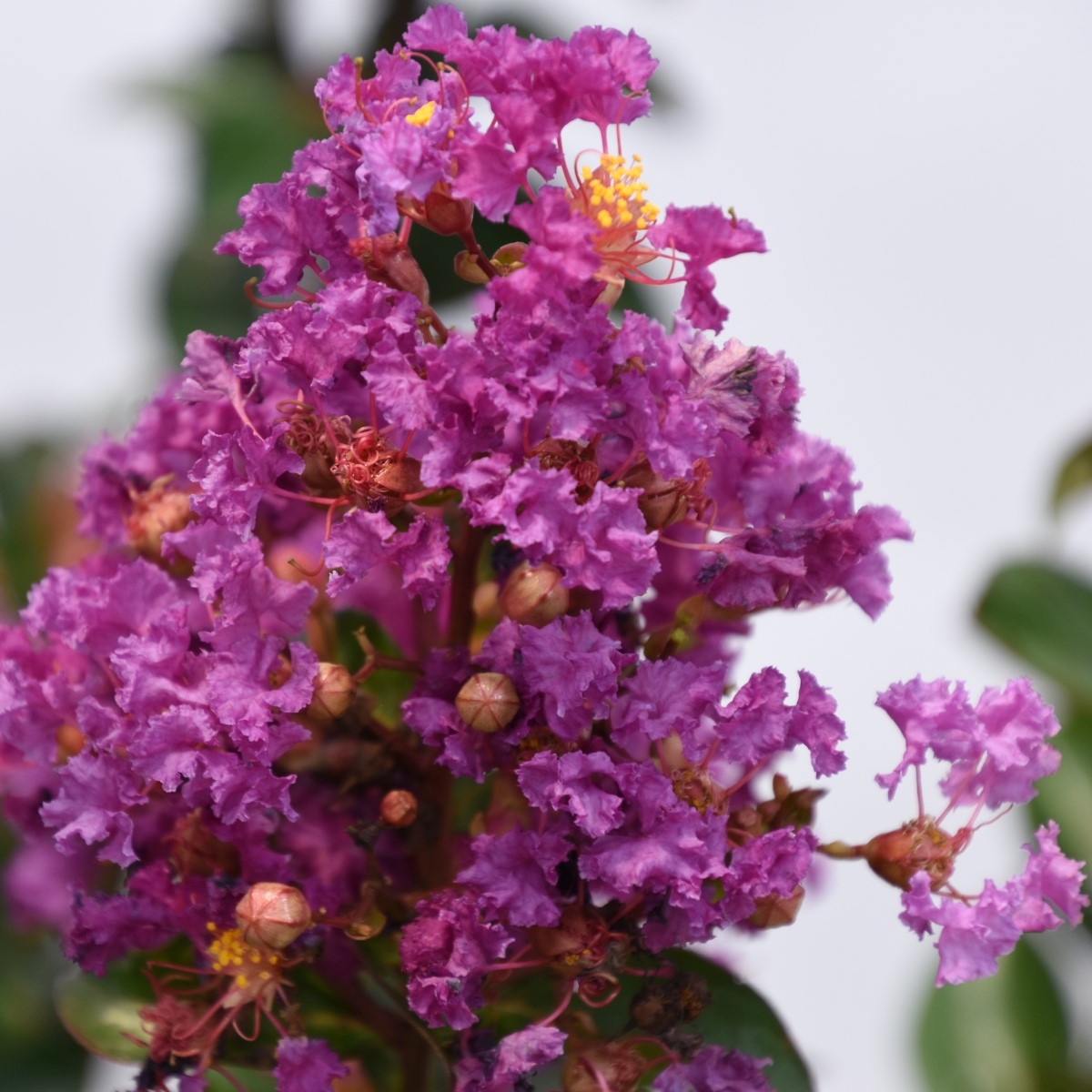 CRAPE MYRTLE purple magic – Covingtons