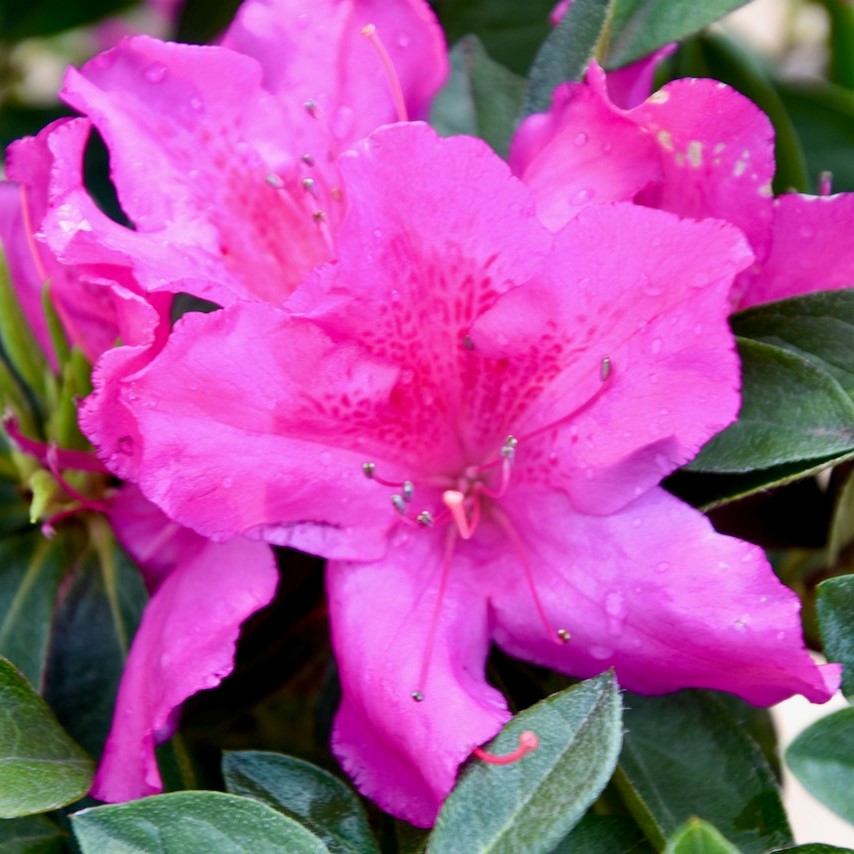AZALEA formosa – Covingtons