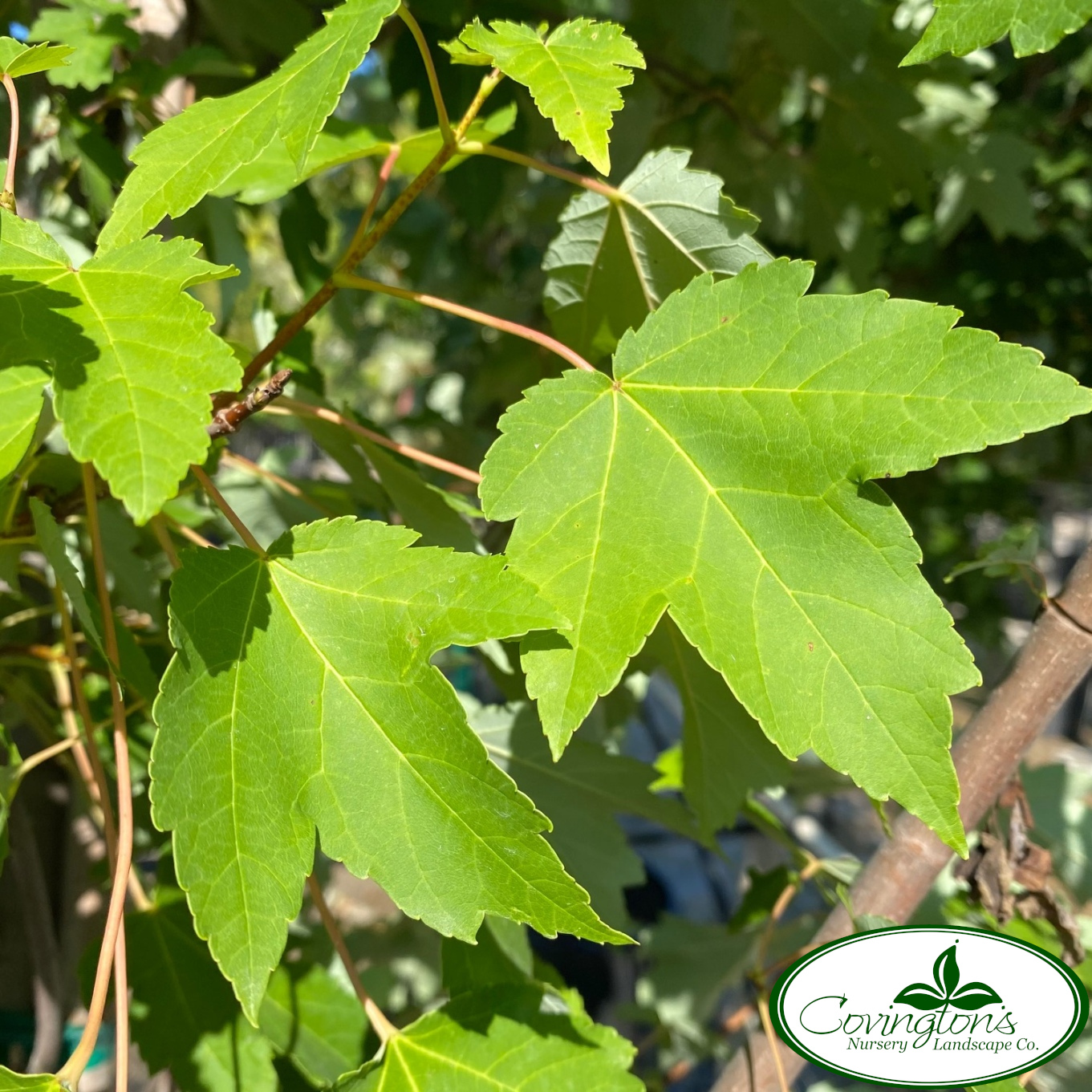 MAPLE october glory – Covingtons