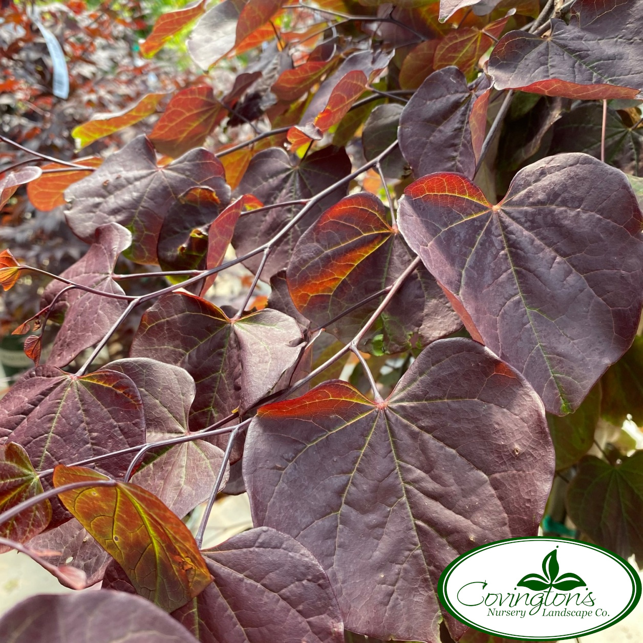 REDBUD ruby falls weeping – Covingtons