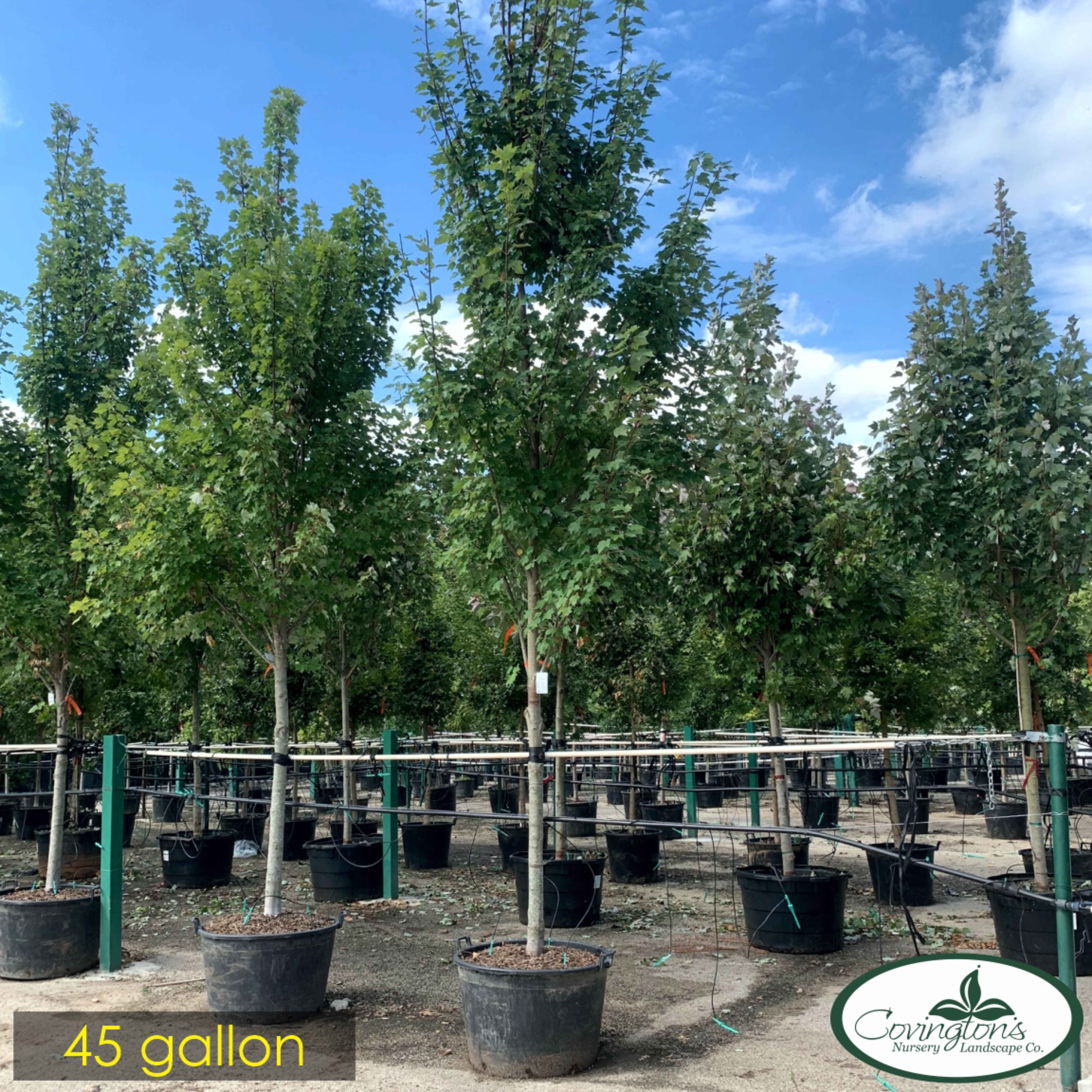 MAPLE brandywine – Covingtons