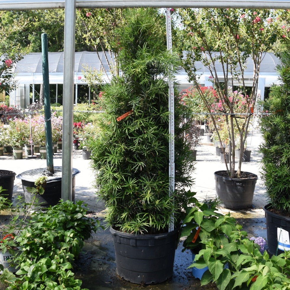 PODOCARPUS japanese yew cone – Covingtons