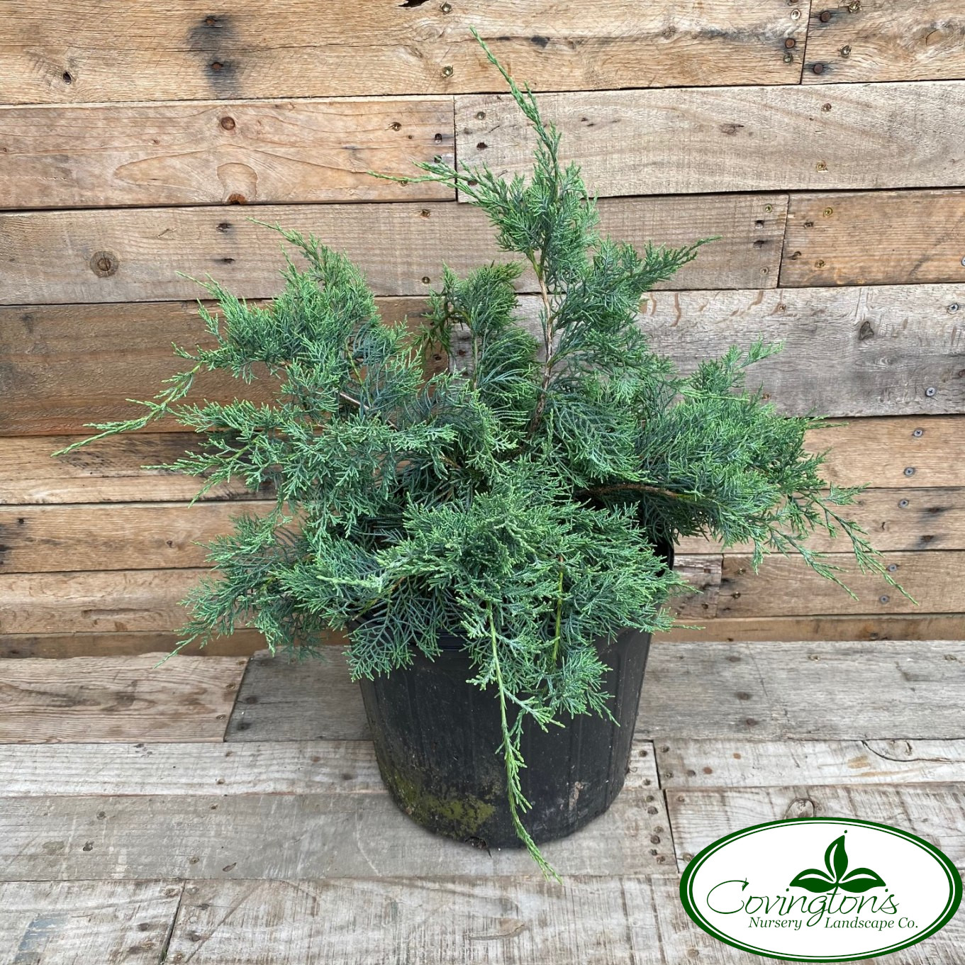 JUNIPER grey owl – Covingtons