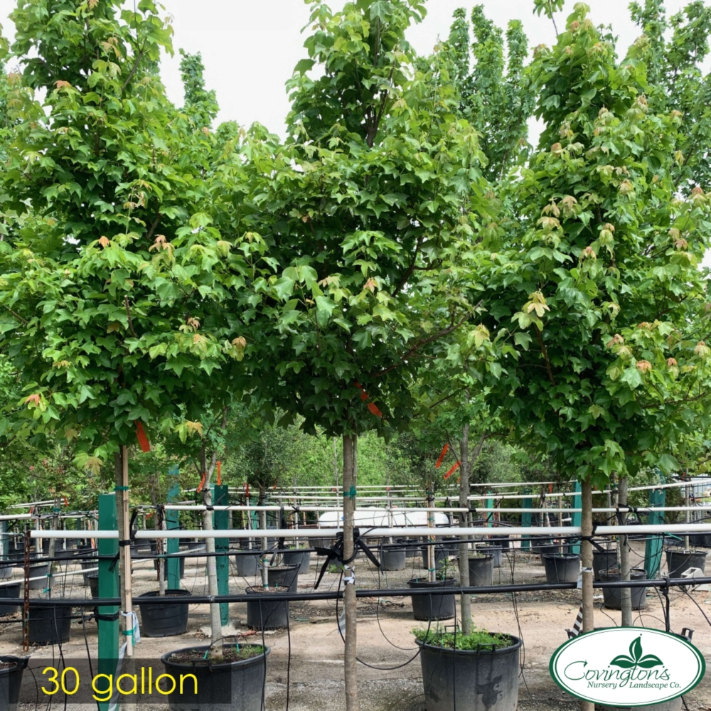 MAPLE trident – Covingtons