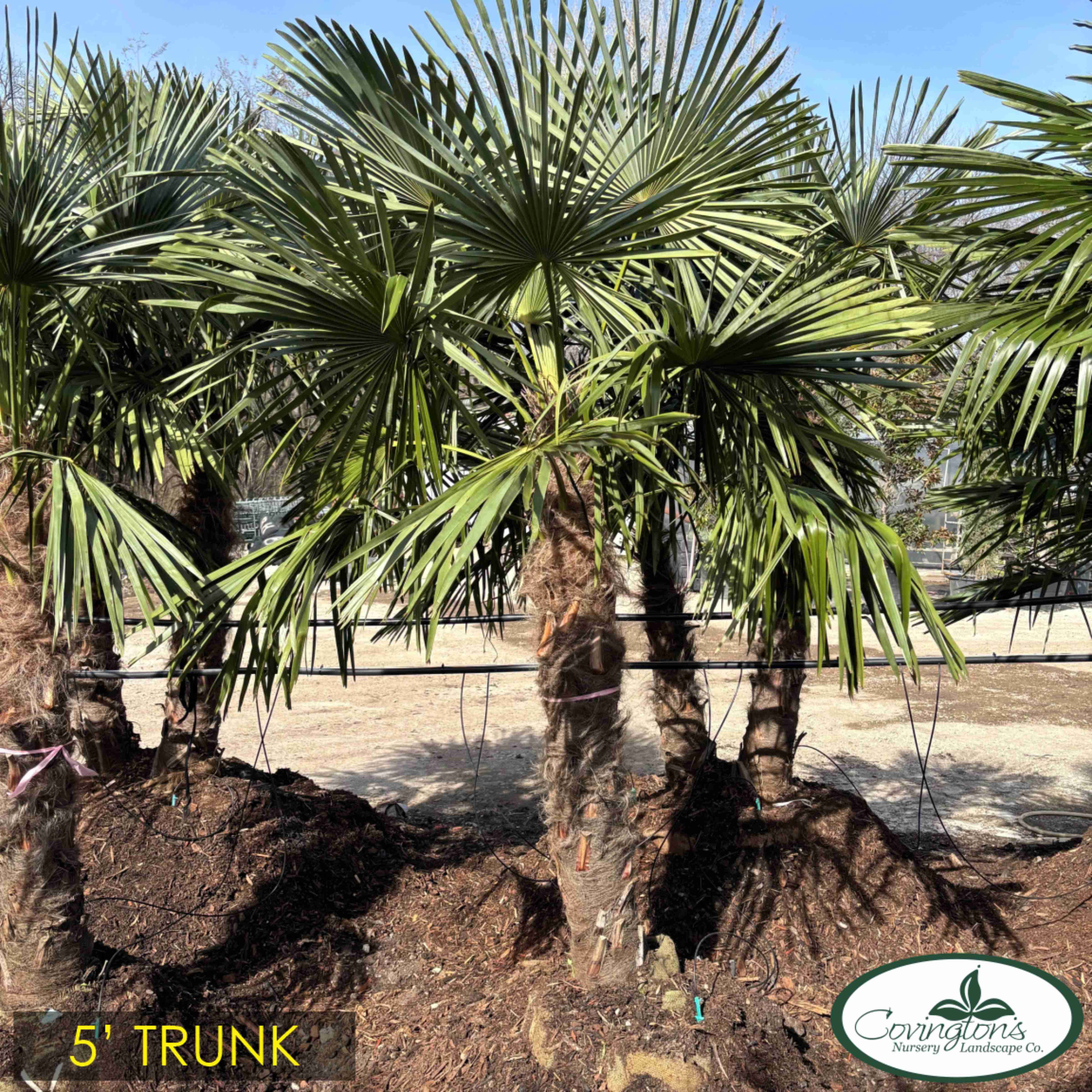PALM windmill – Covingtons