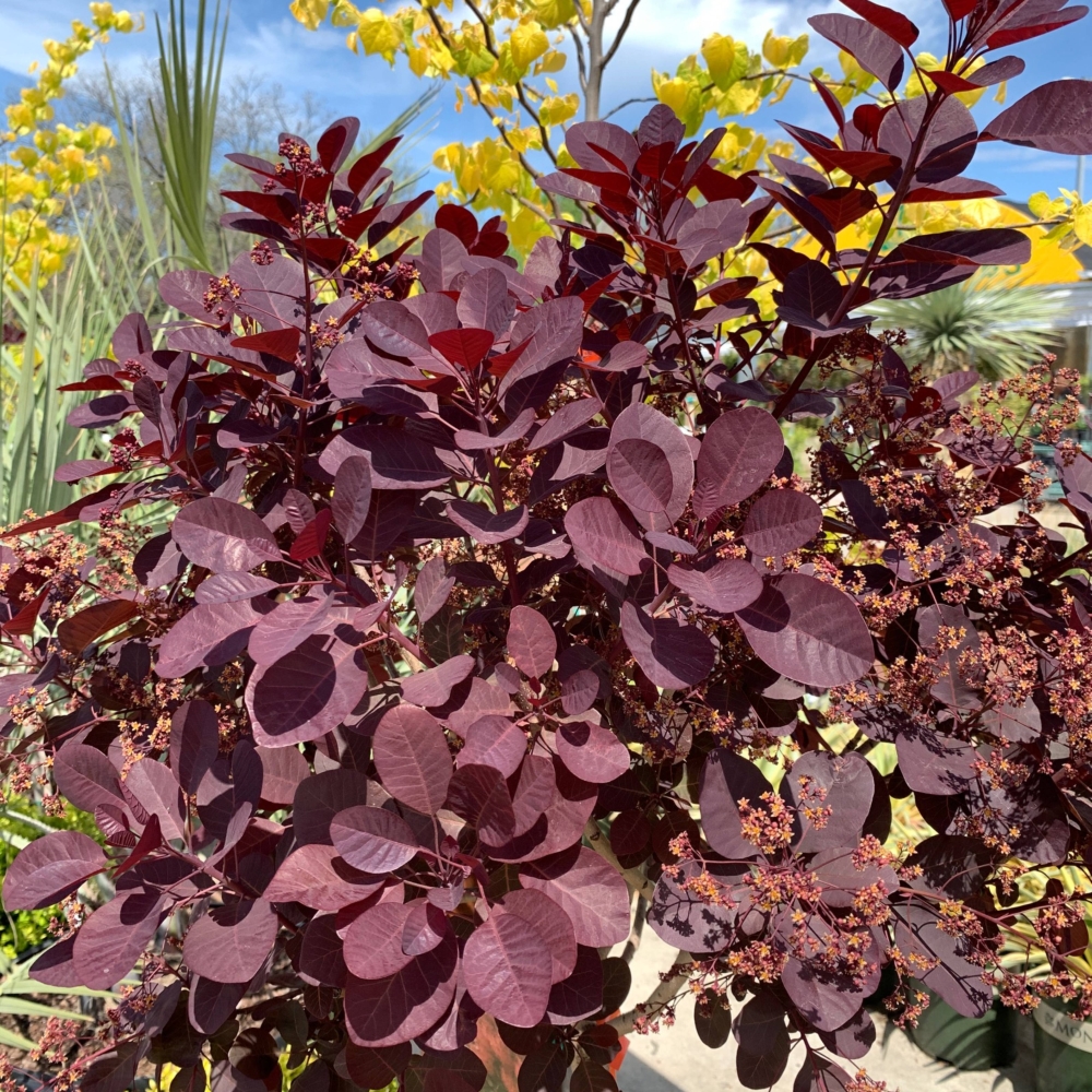 SMOKE TREE royal purple patio – Covingtons