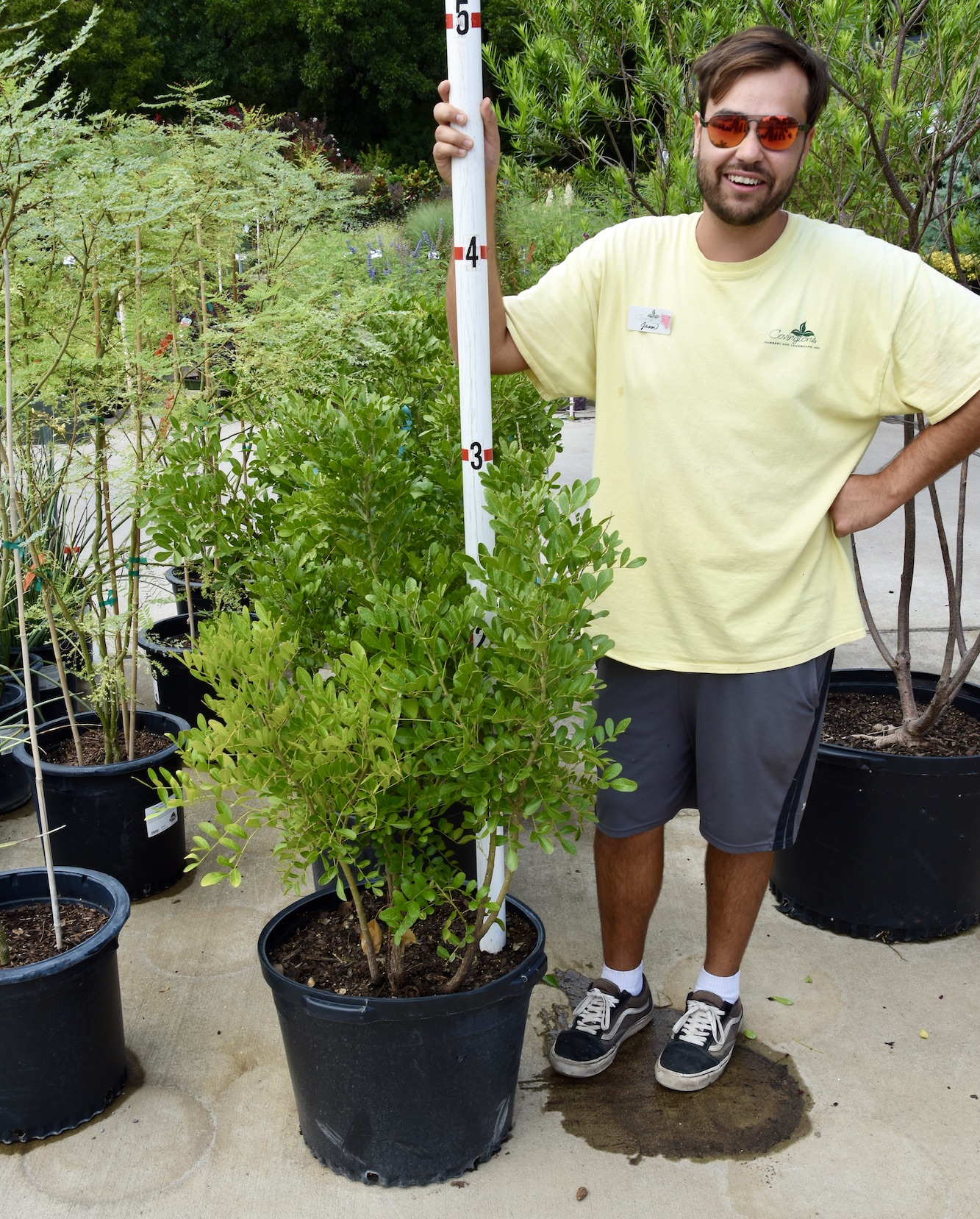 LAUREL texas mountain – Covingtons