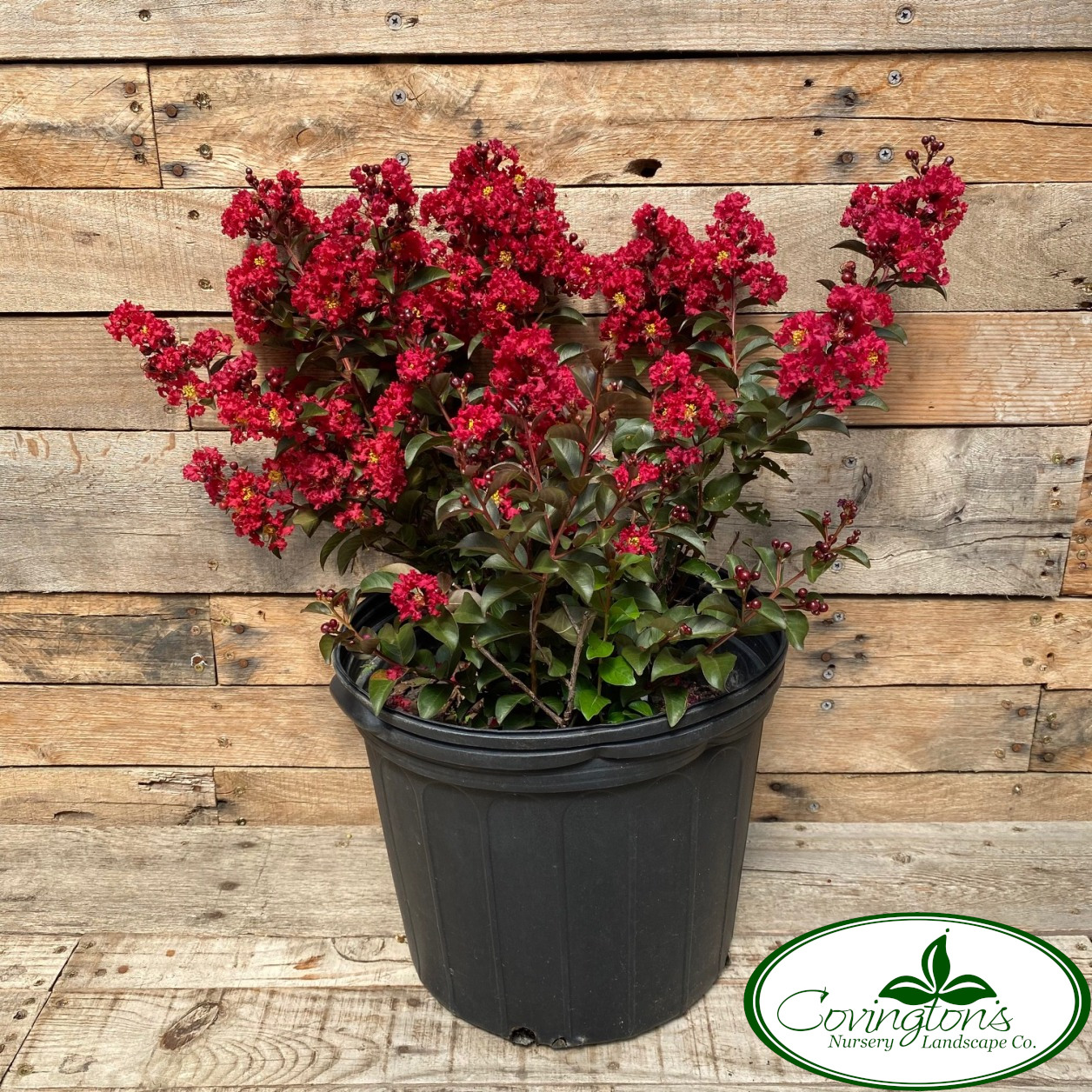CRAPE MYRTLE double feature® – Covingtons