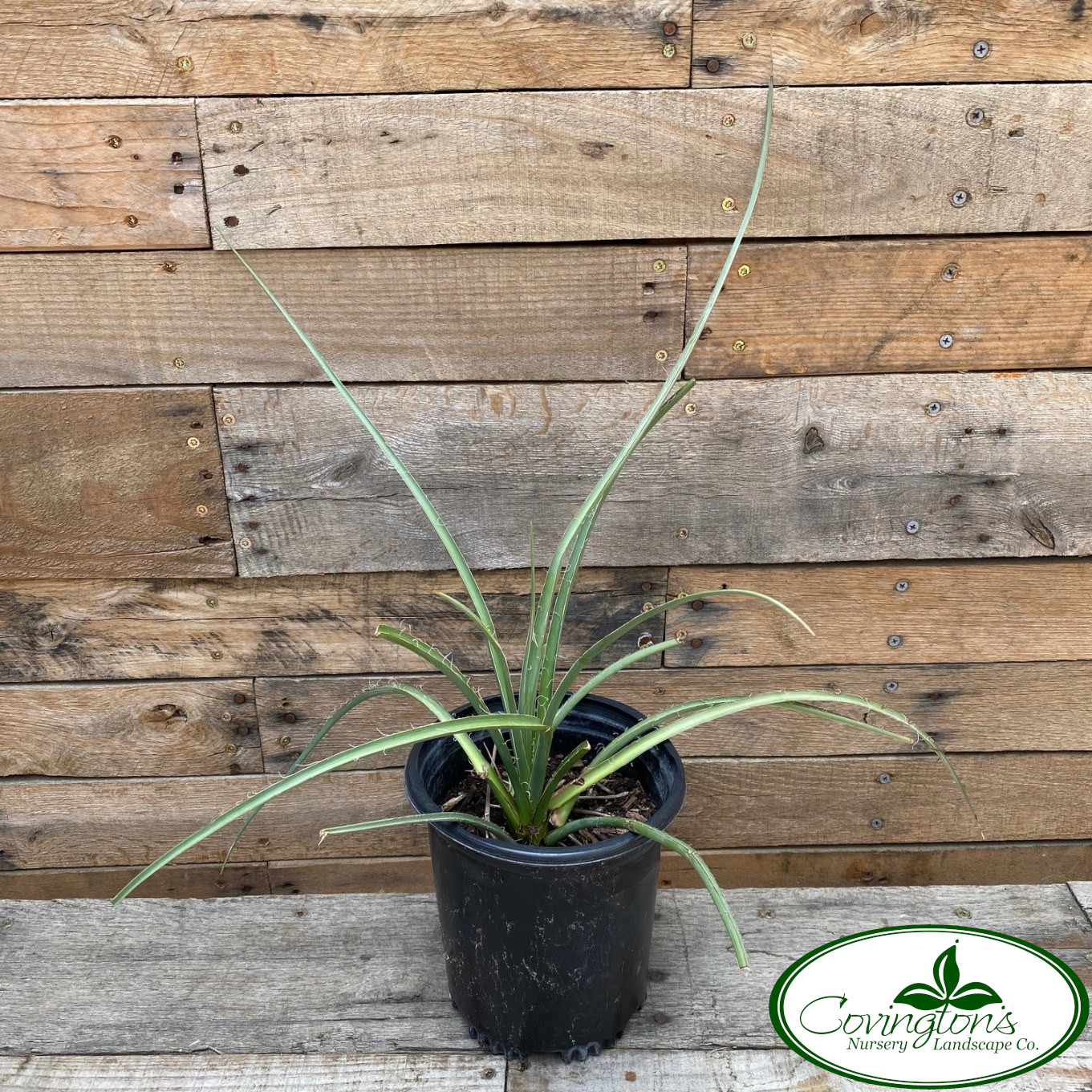 YUCCA brakelights – Covingtons