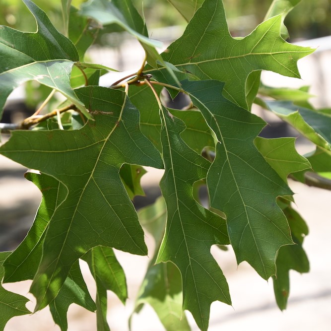 OAK shumard red multi-trunk – Covingtons