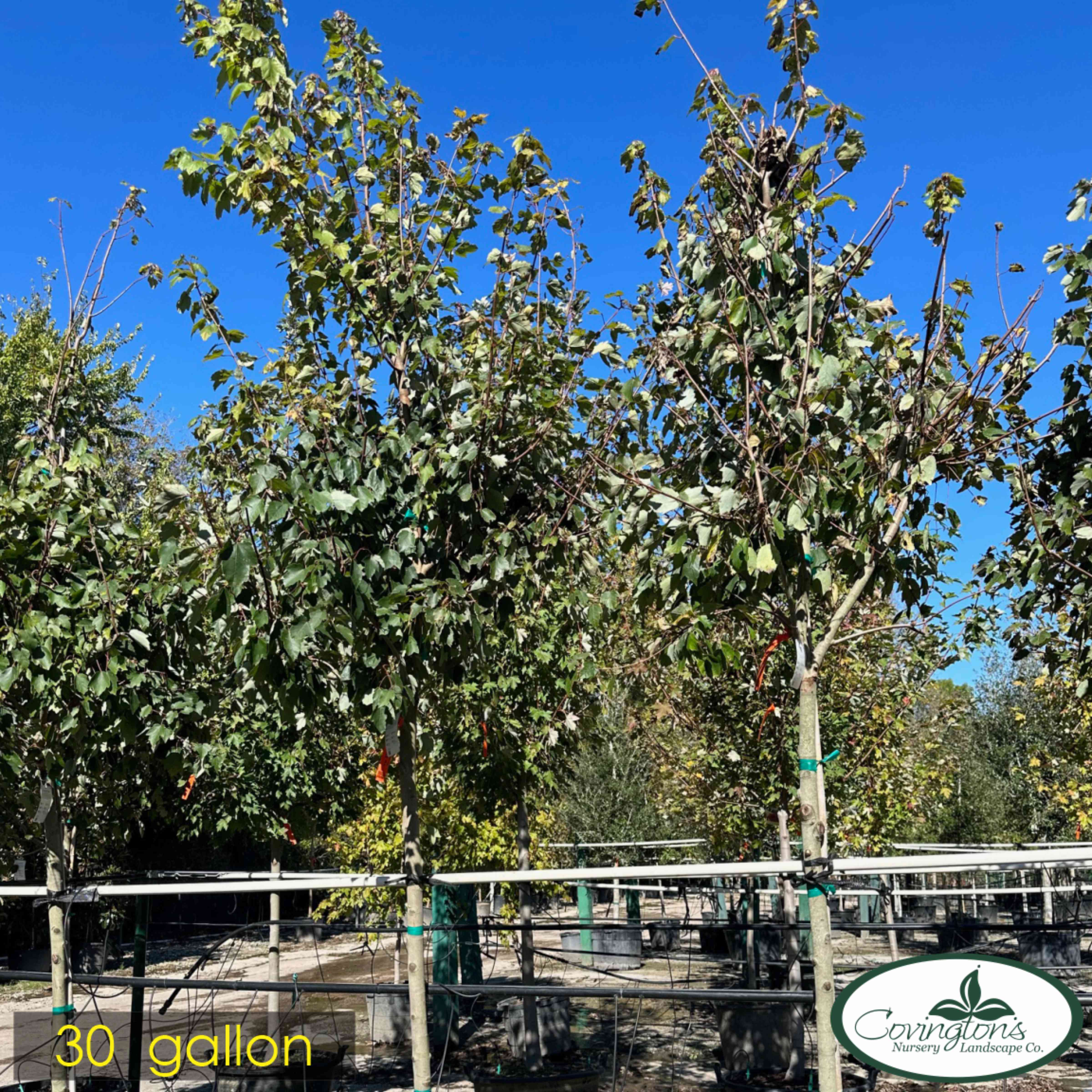 MAPLE summer red – Covingtons