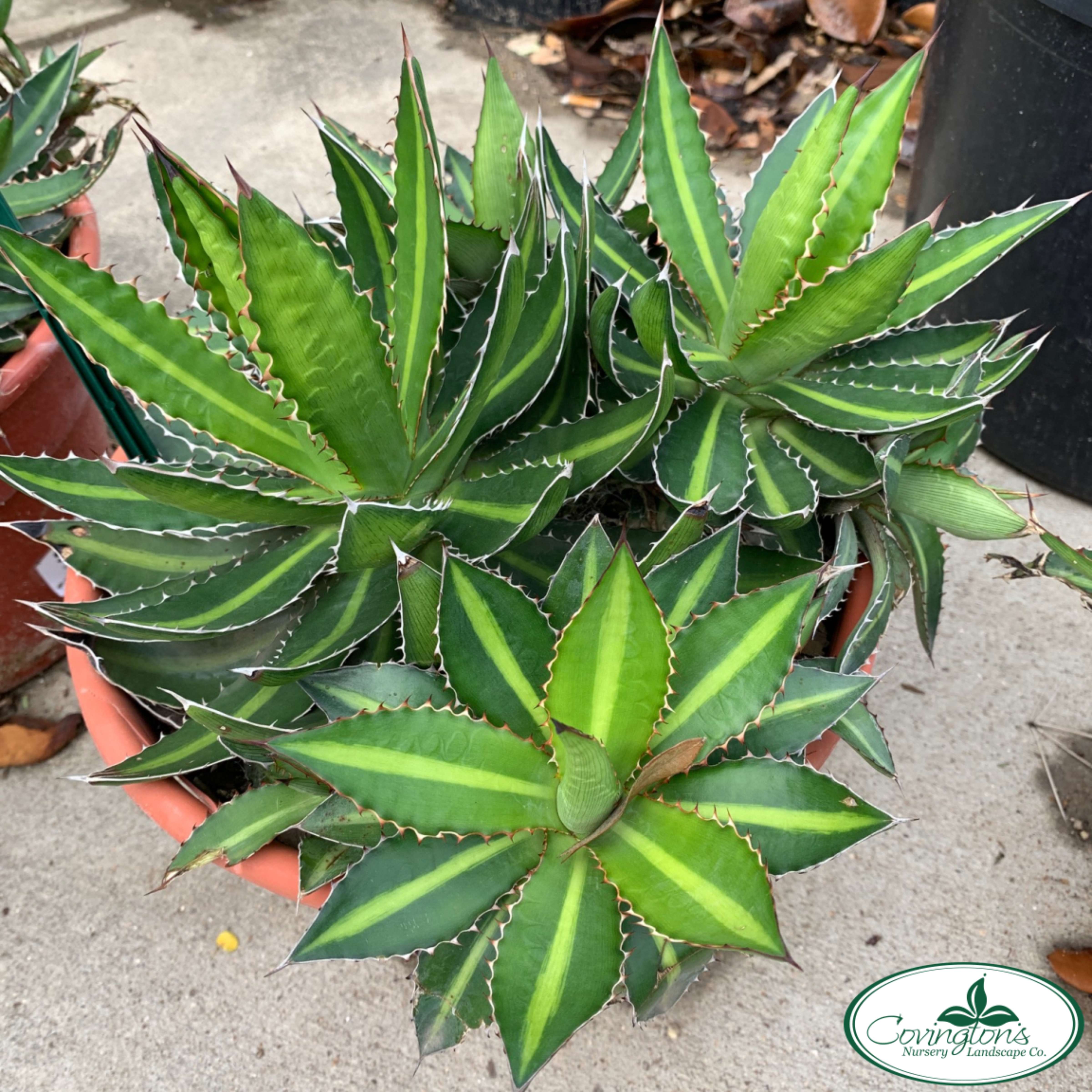 AGAVE splendida – Covingtons