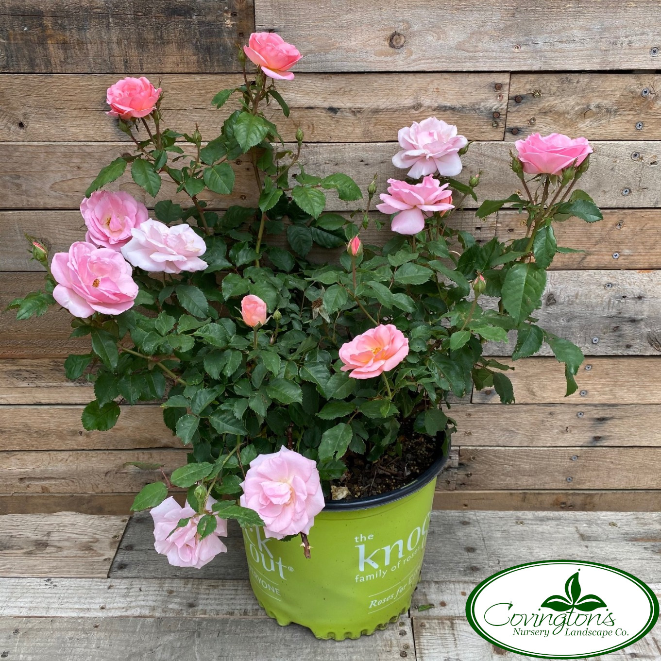 ROSE KNOCK OUT PEACHY – Covingtons