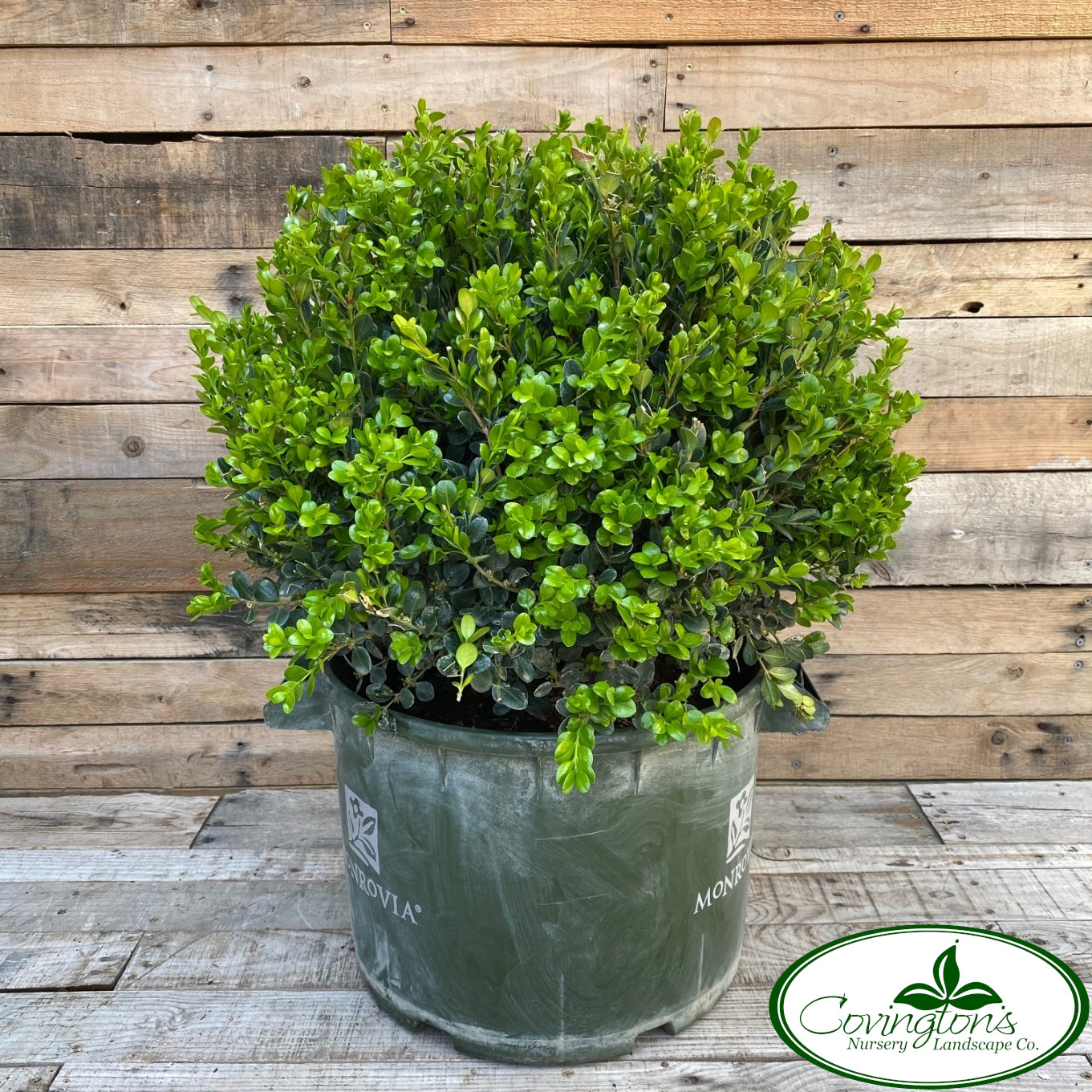 BOXWOOD winter gem globe – Covingtons