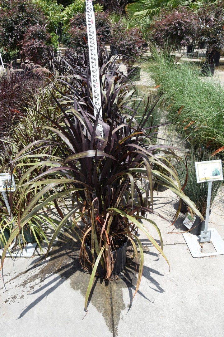 GRASS first knight fountain – Covingtons