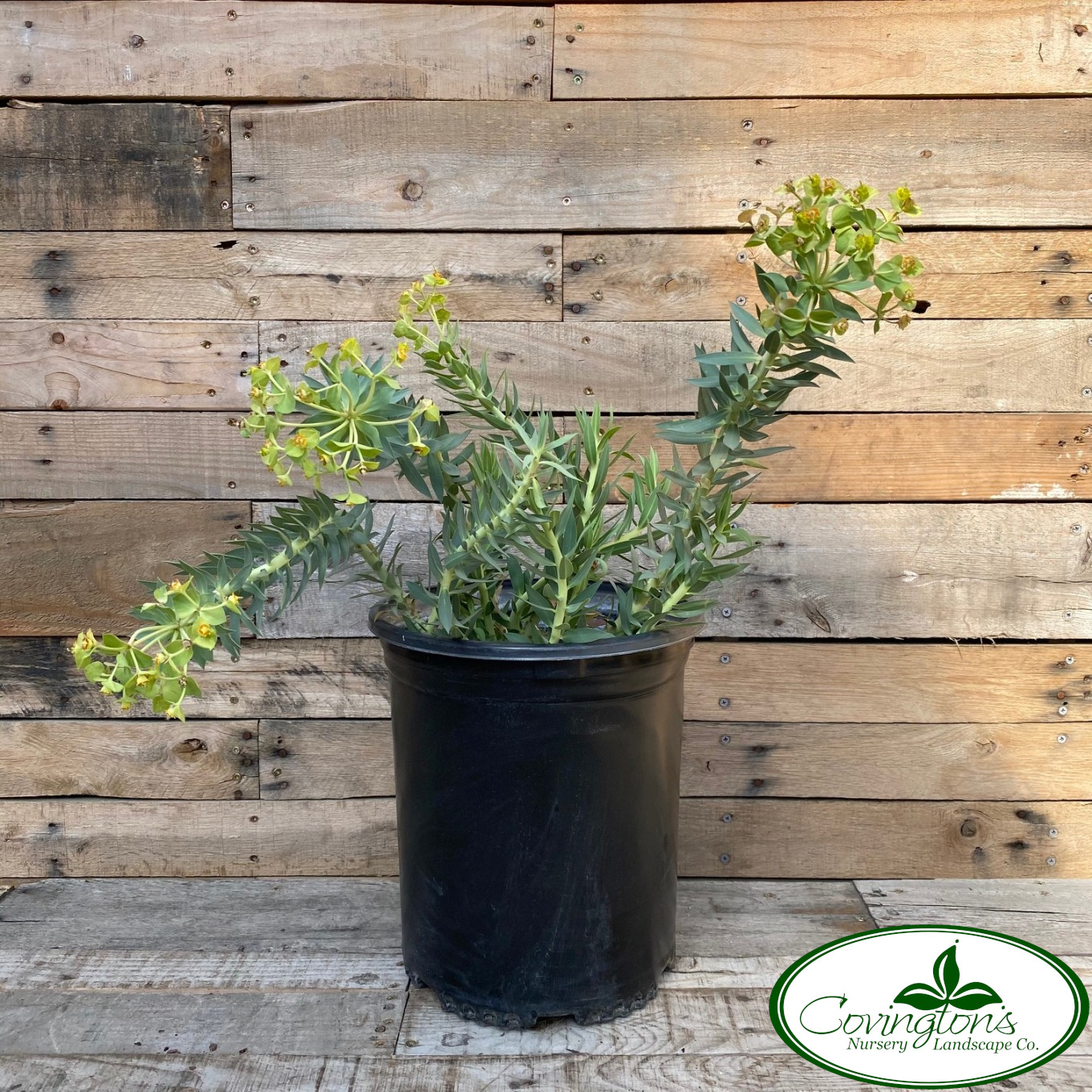 GOPHER PLANT – Covingtons