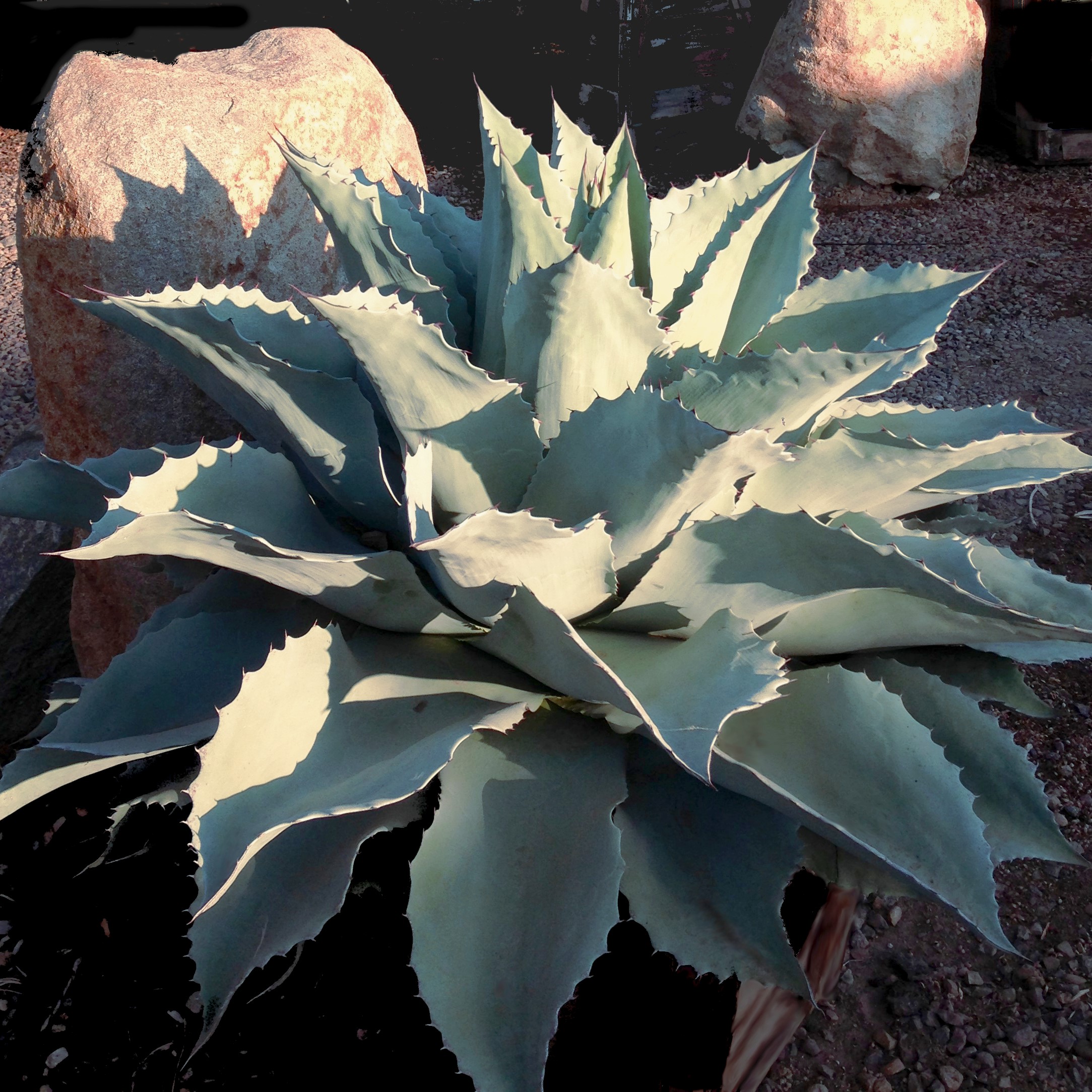 AGAVE vanzie whale’s tongue – Covingtons