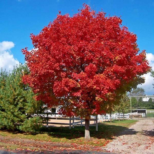 MAPLE red sunset – Covingtons