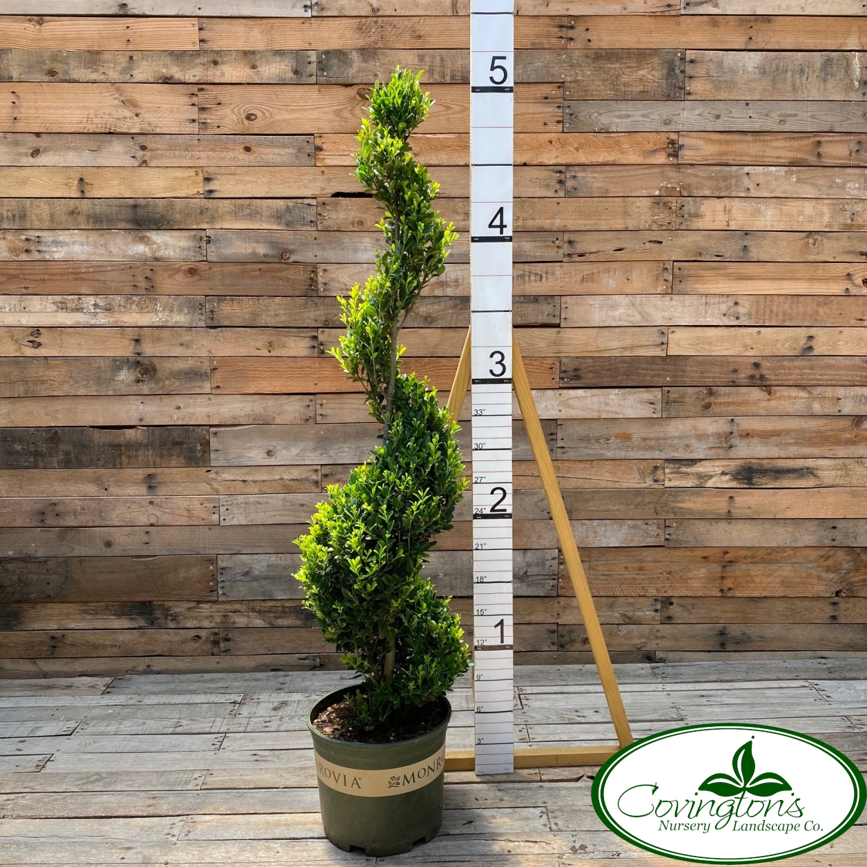 HOLLY emerald colonnade spiral – Covingtons