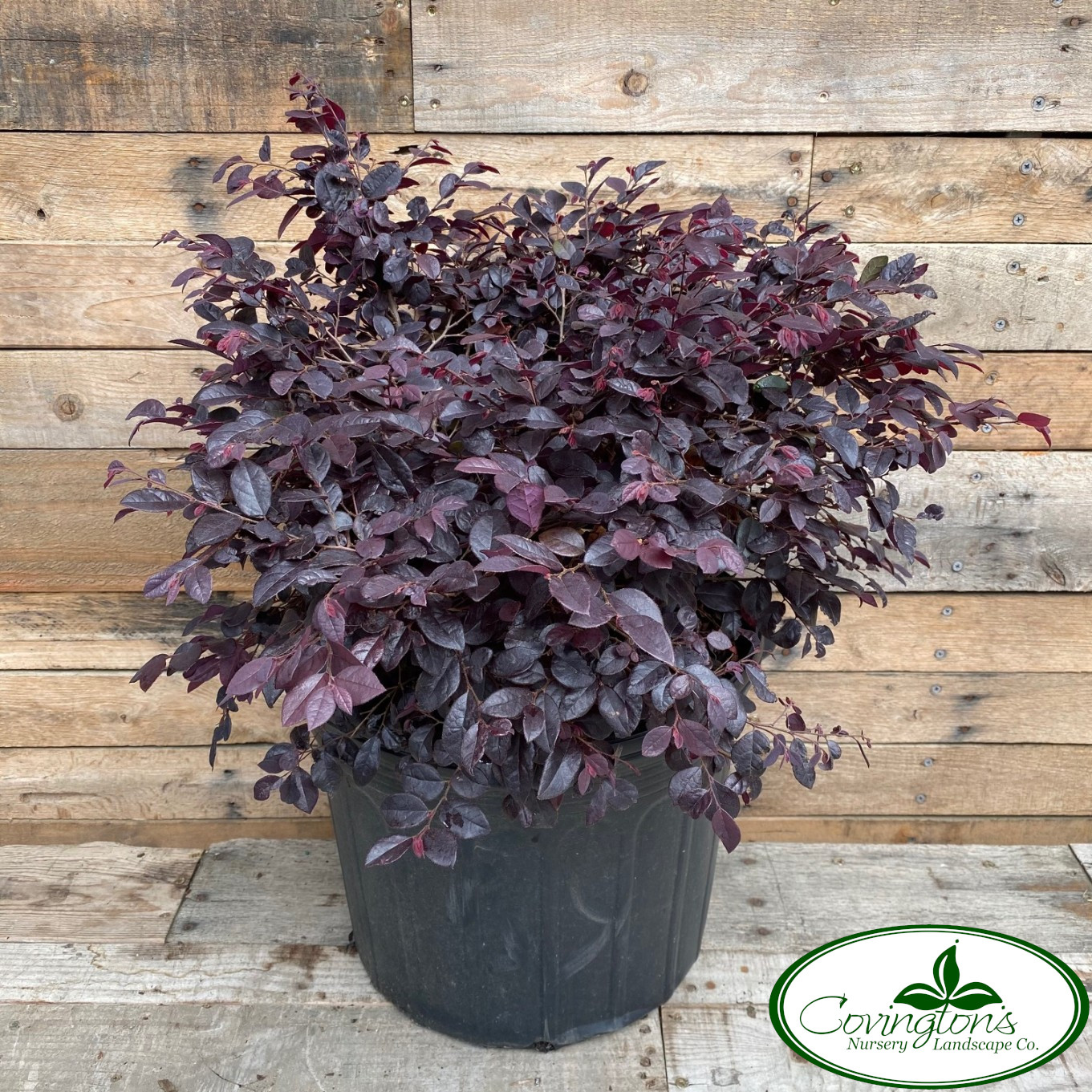 LOROPETALUM cerise charm – Covingtons