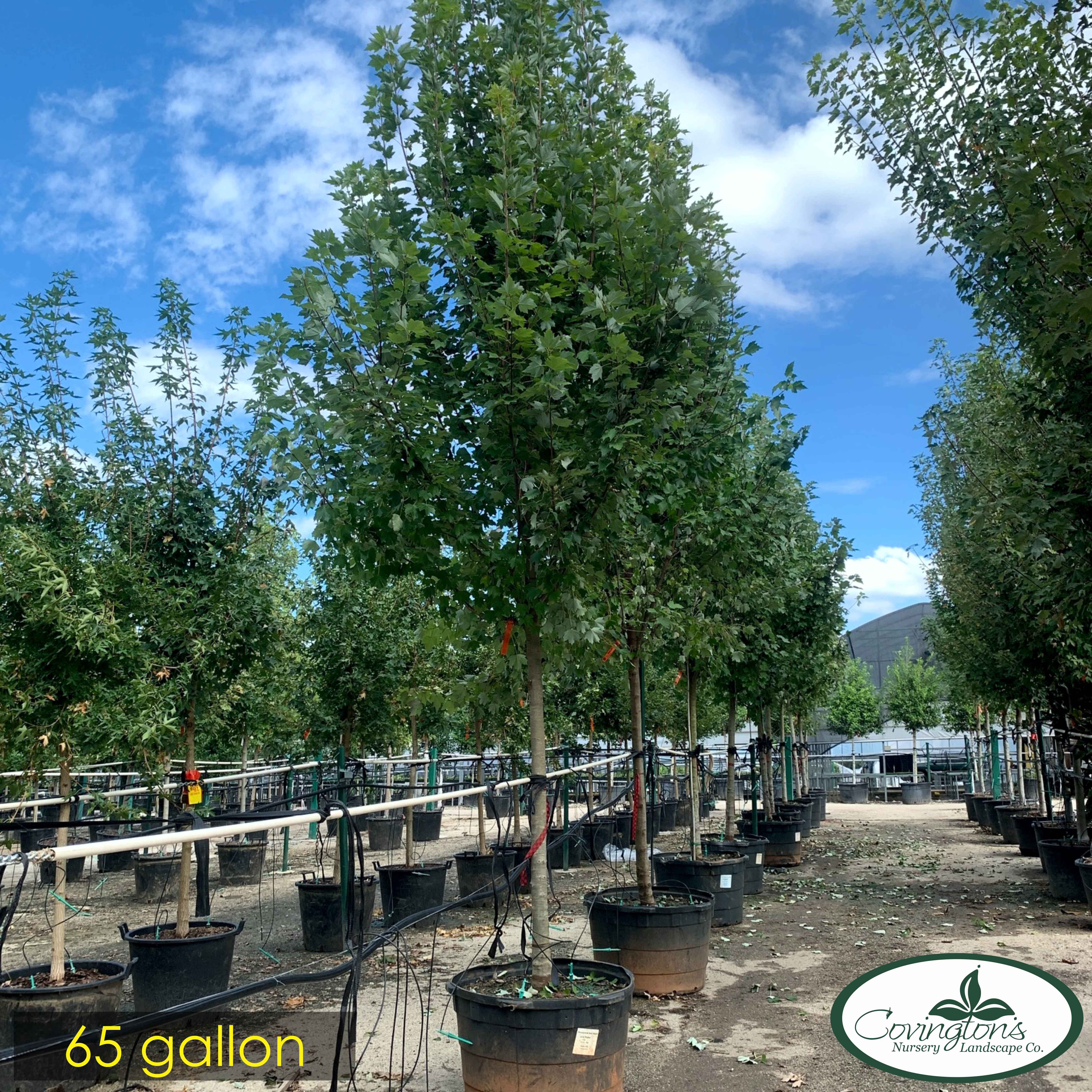 MAPLE brandywine – Covingtons