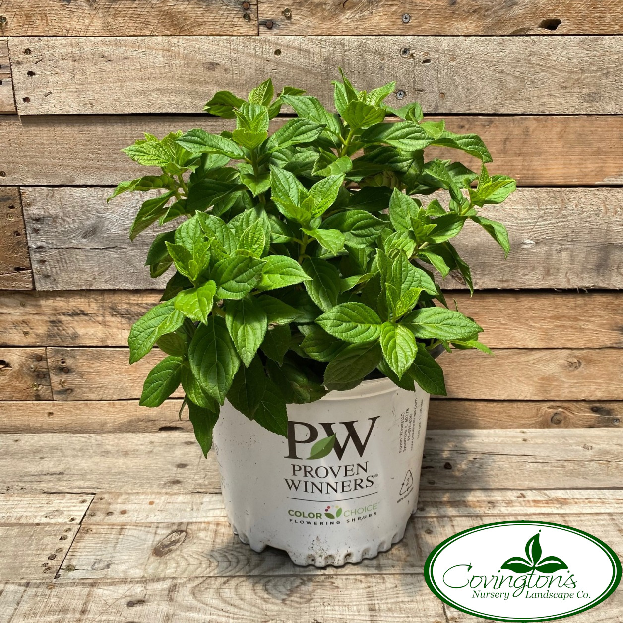 HYDRANGEA little lime punch – Covingtons