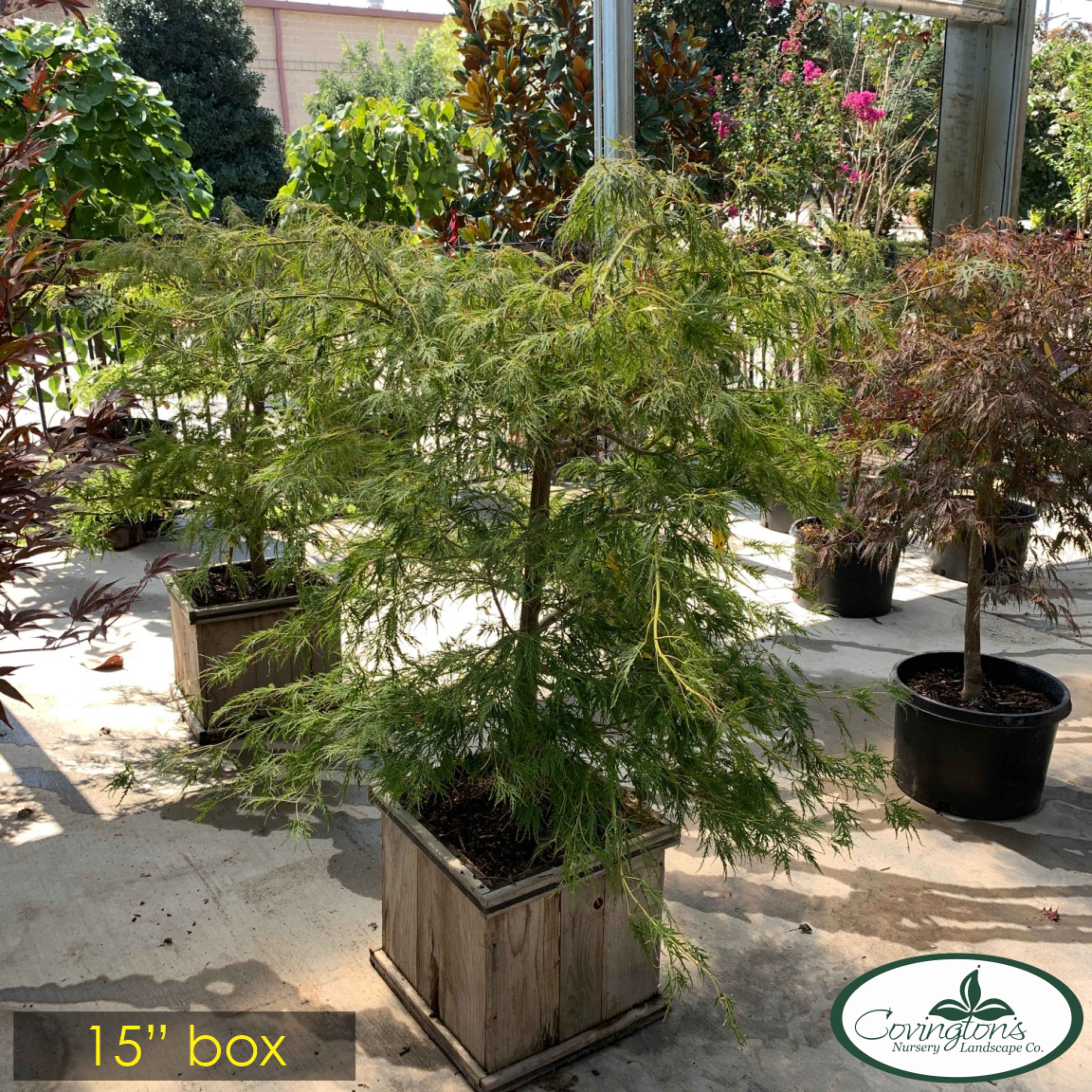 MAPLE jap. green laceleaf – Covingtons