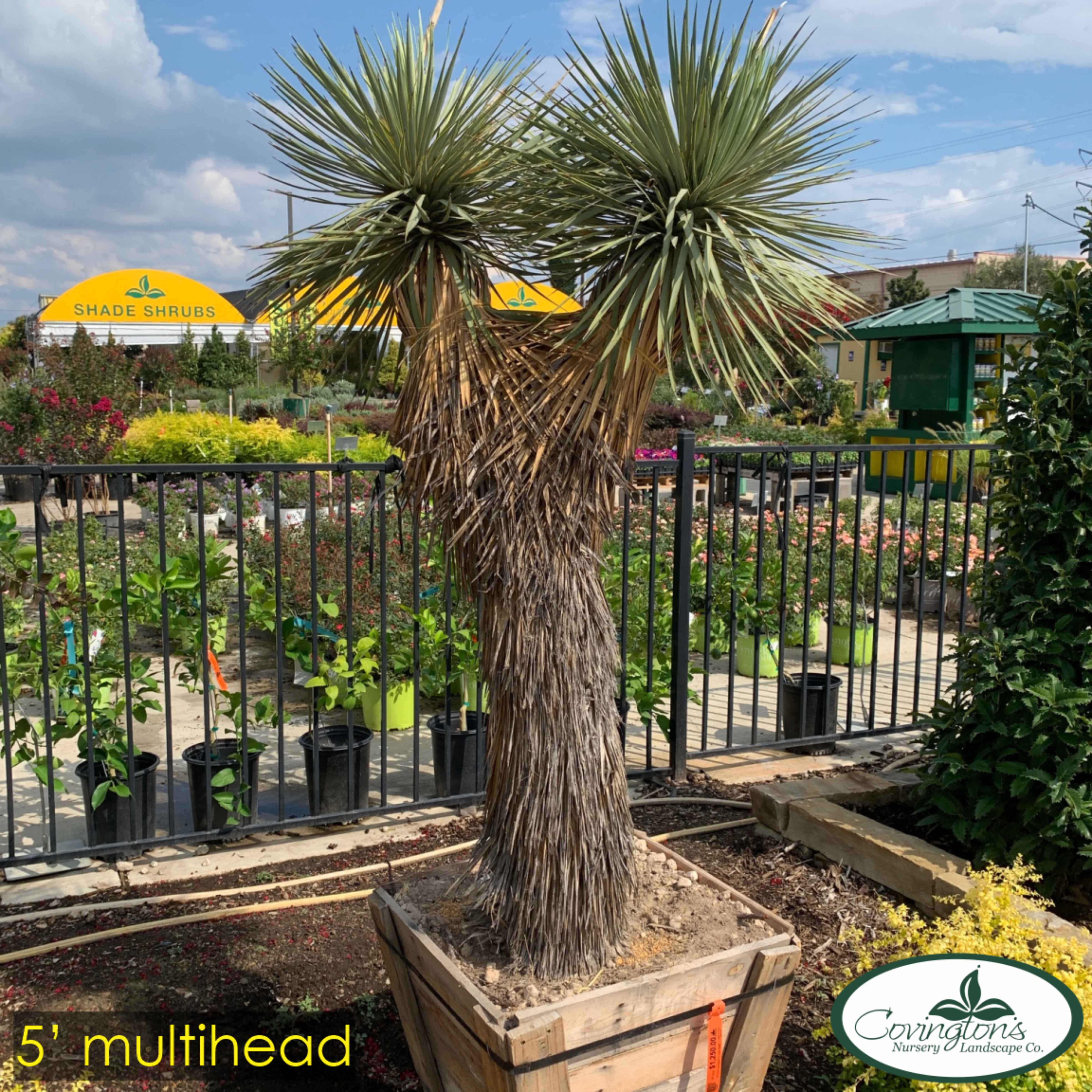 YUCCA thompson’s – Covingtons