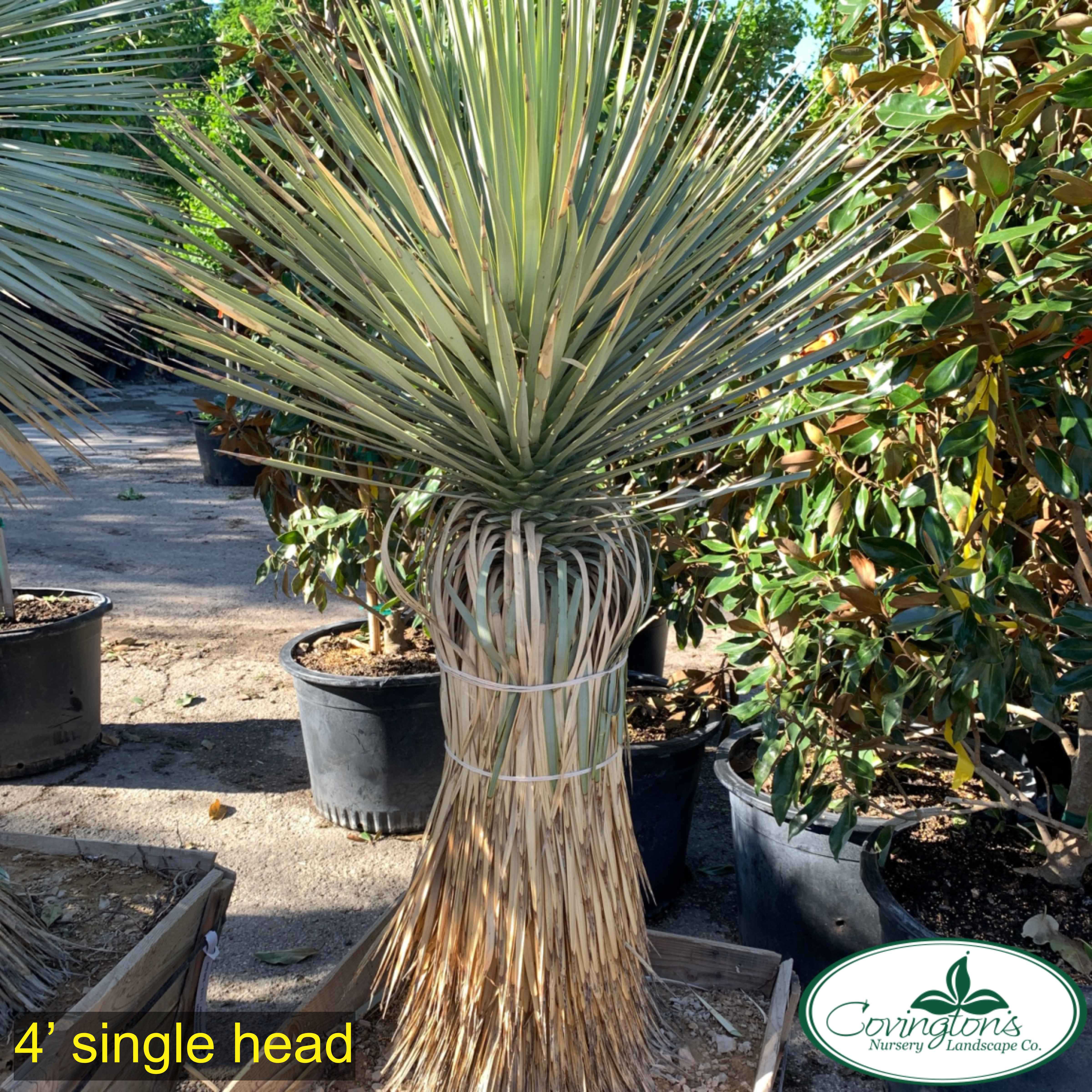 YUCCA thompson – Covingtons