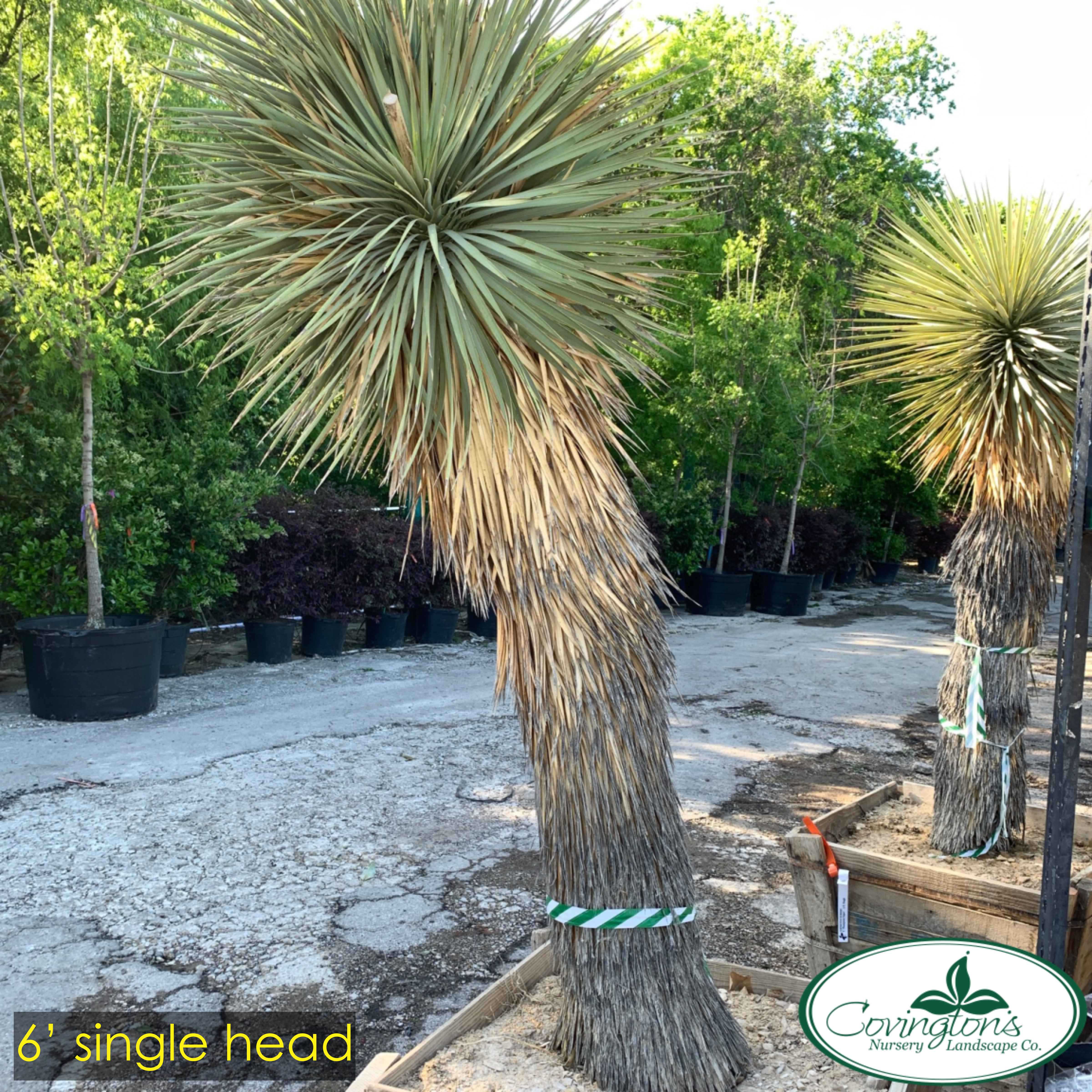 YUCCA thompson – Covingtons