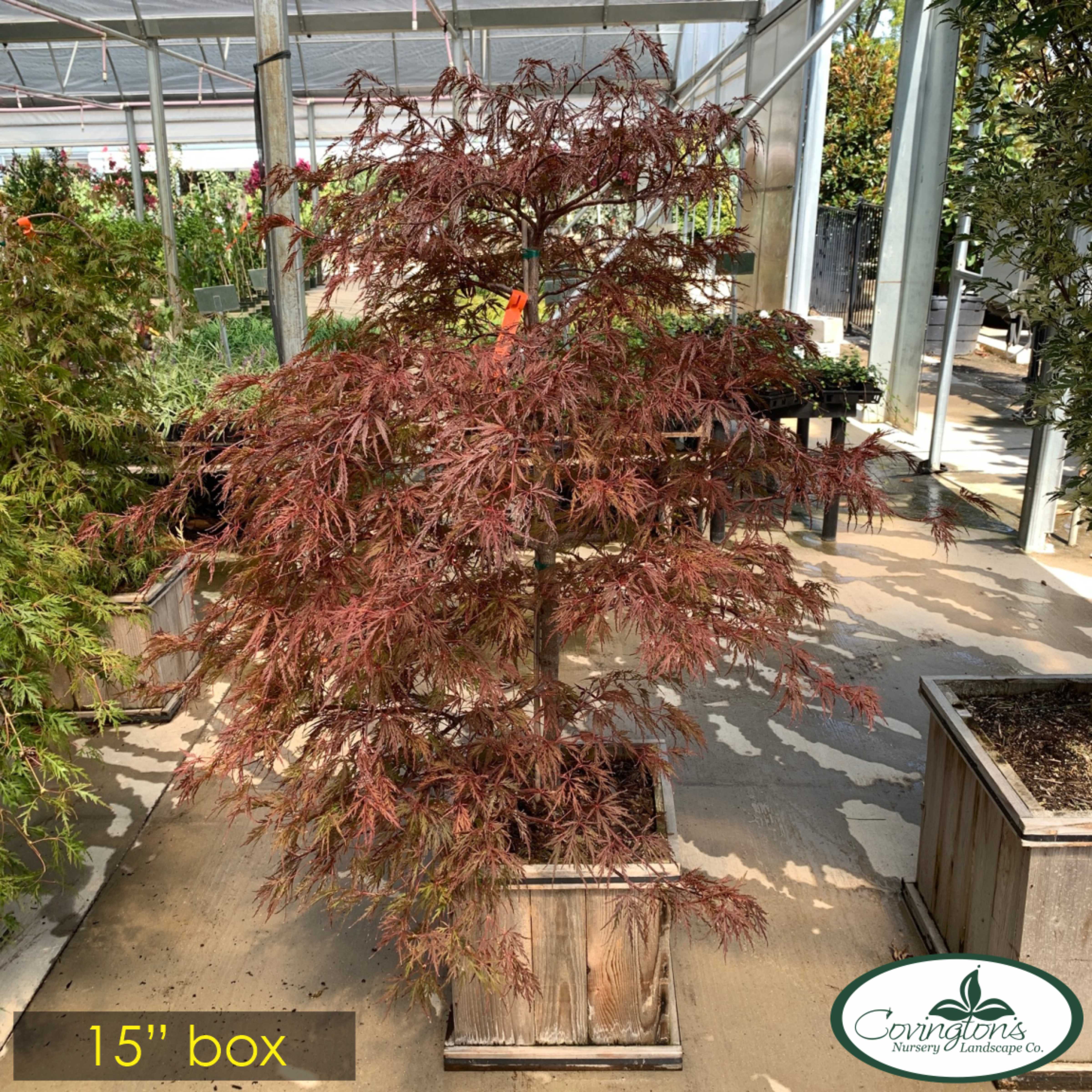 MAPLE jap. red dragon – Covingtons