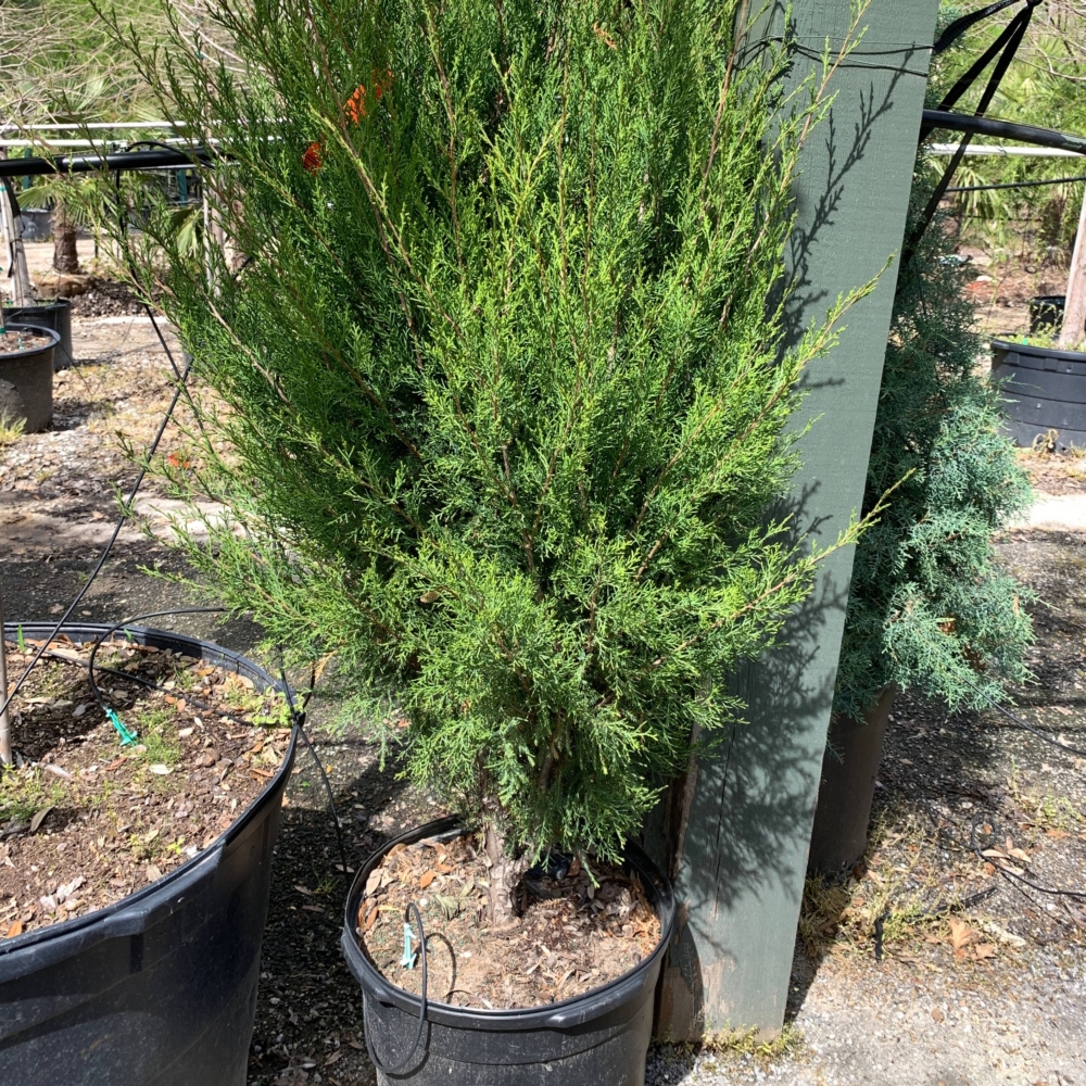 RED CEDAR fuzzy wuzzy – Covingtons