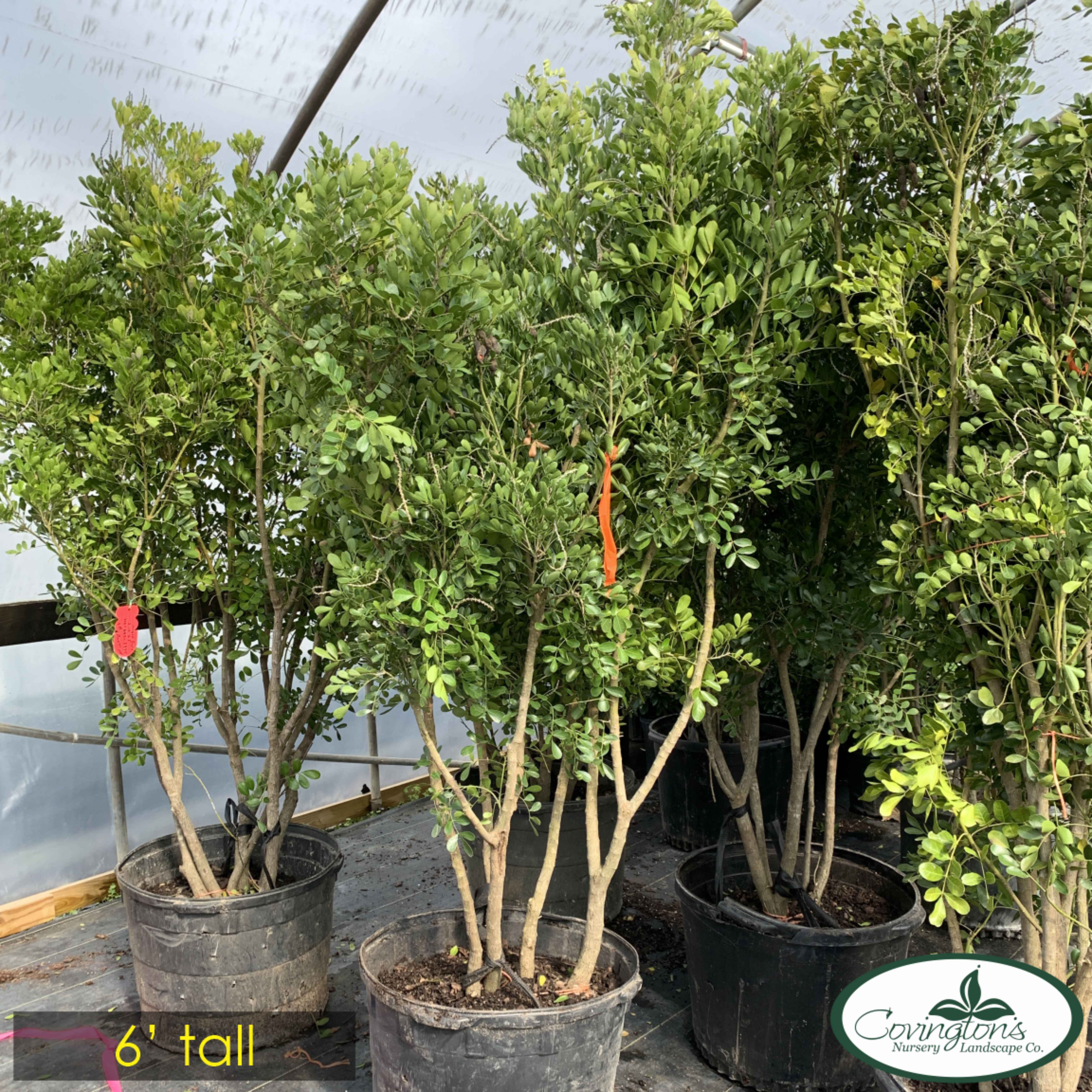 LAUREL texas mountain – Covingtons