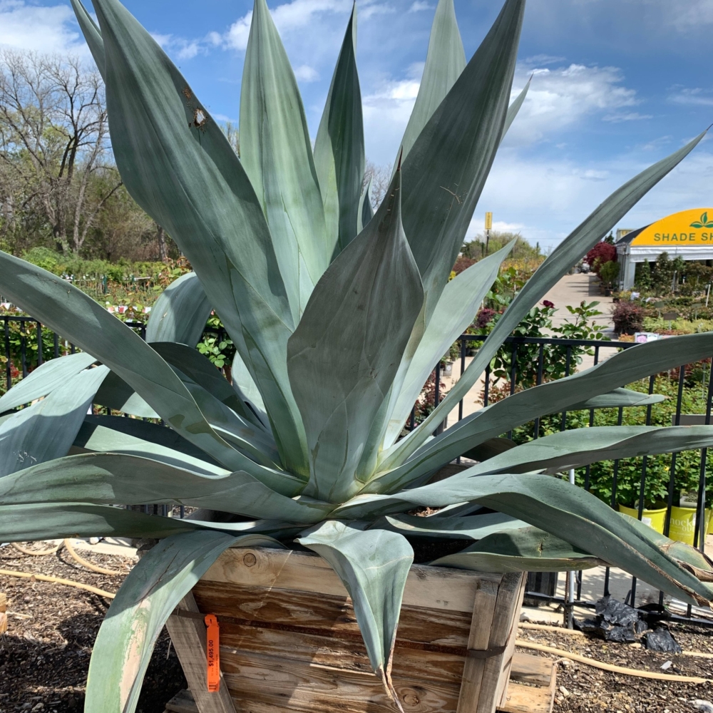 AGAVE weberi big boy – Covingtons